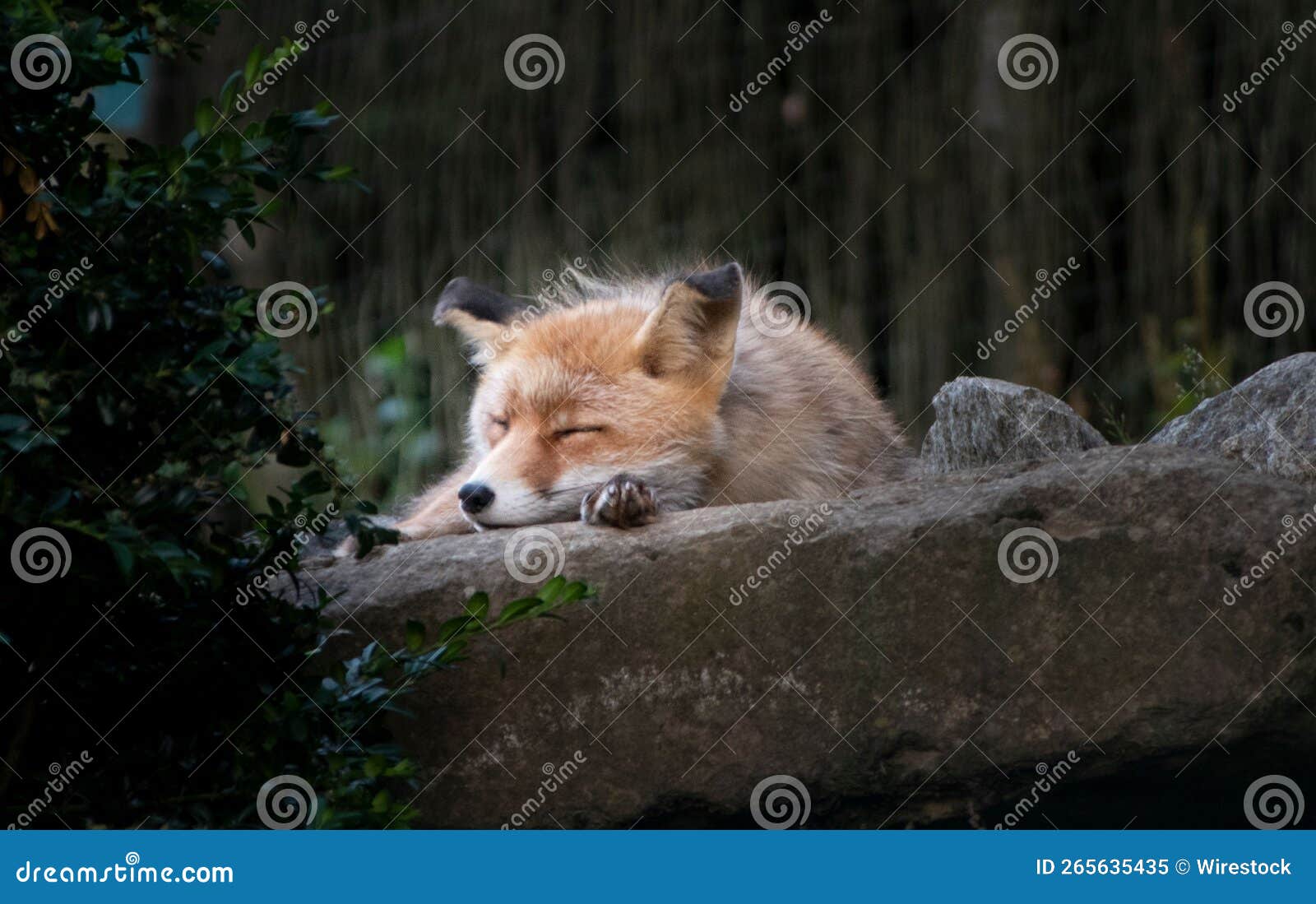 Closeup Shot of the Red Fox Sleeping on the Stone in the Wild Stock ...