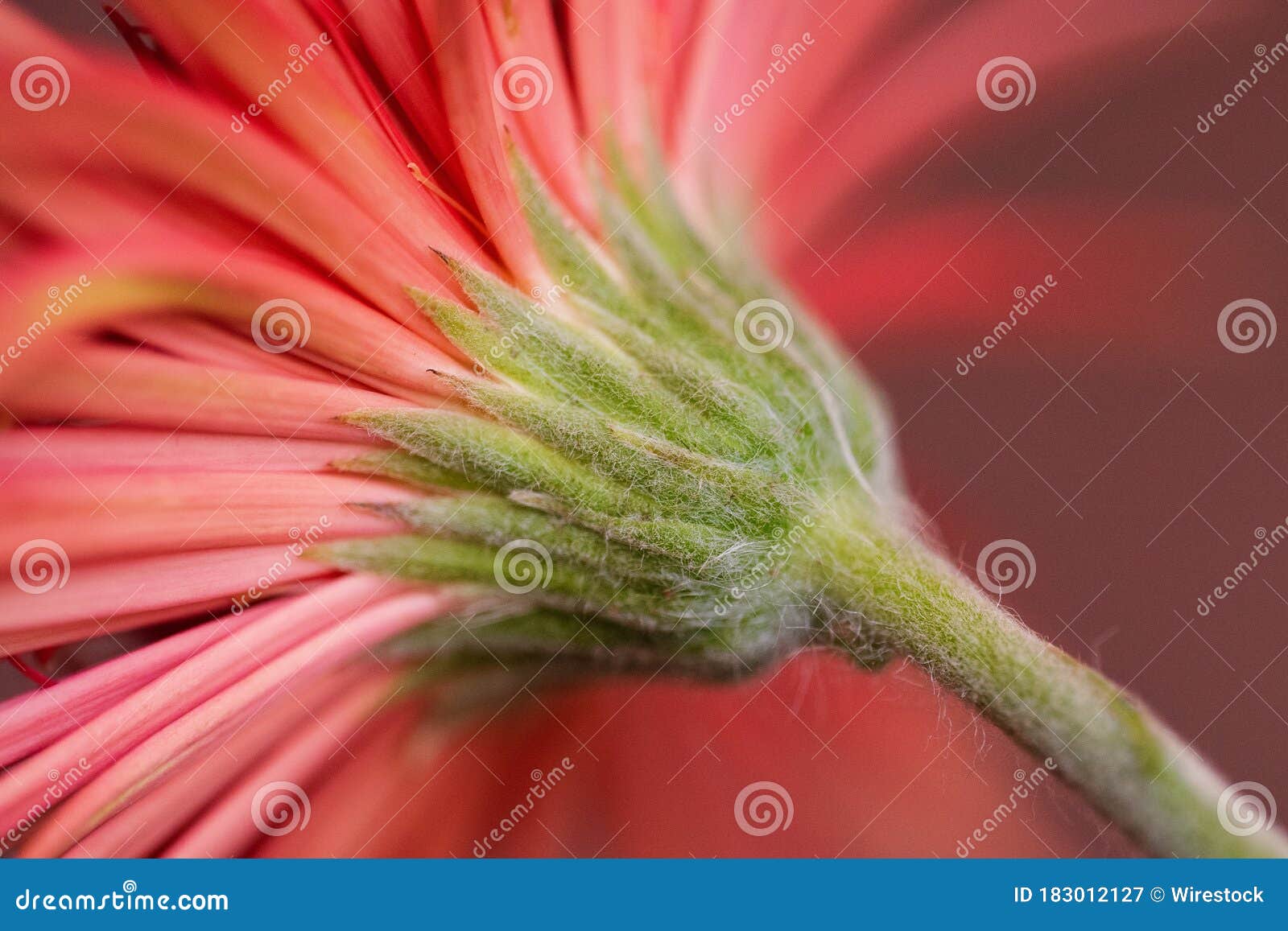 Closeup Shot of a Red Gerbera Daisy Flower Stock Image - Image of ...