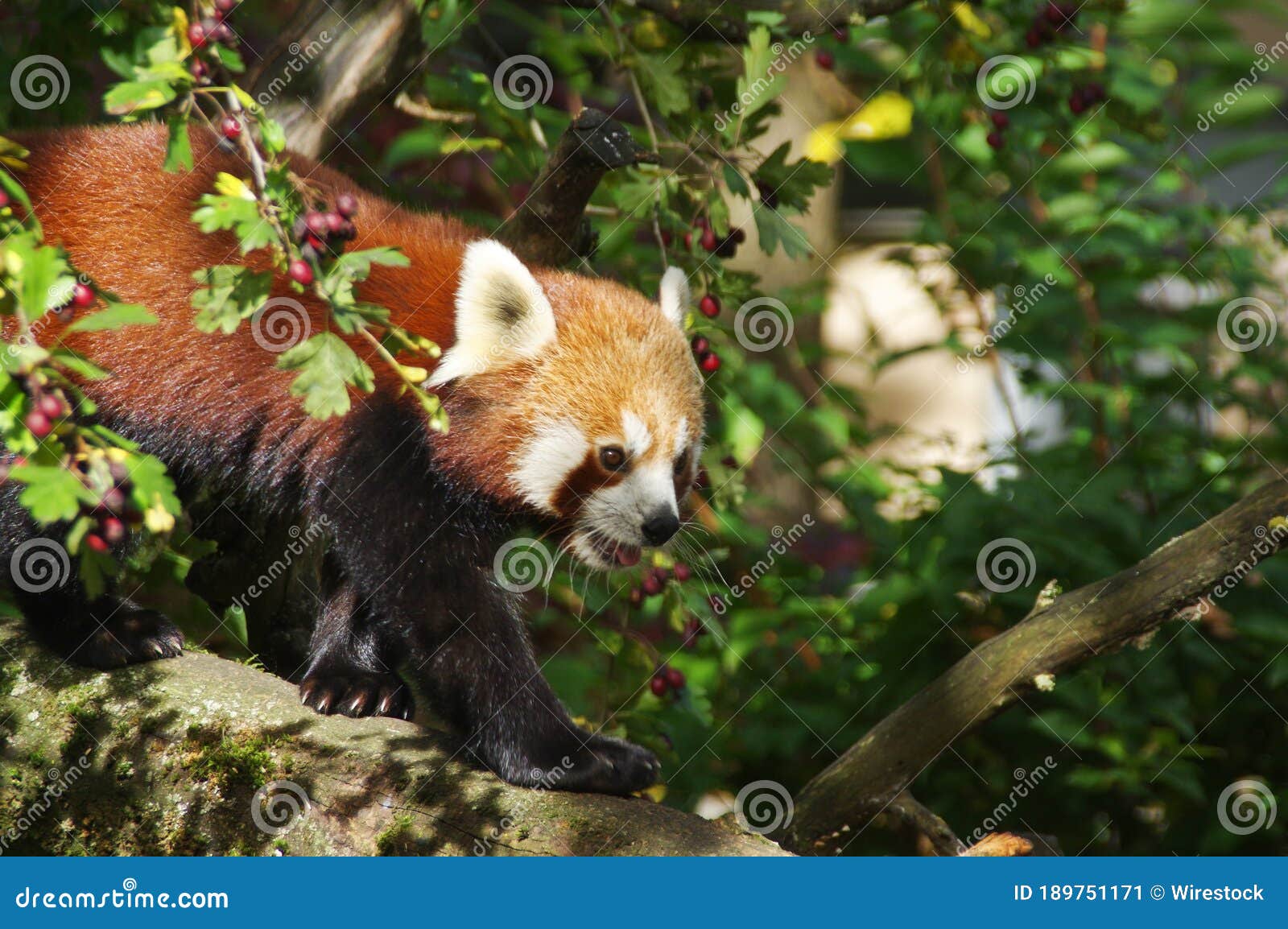 Closeup Shot of a Red Panda on a Tree Branch Under the Sunshine Stock ...