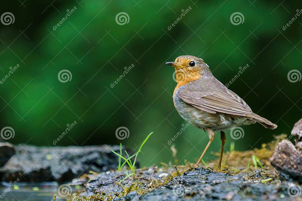 Closeup Shot of a Red Robin on a Blurred Background Stock Photo - Image ...