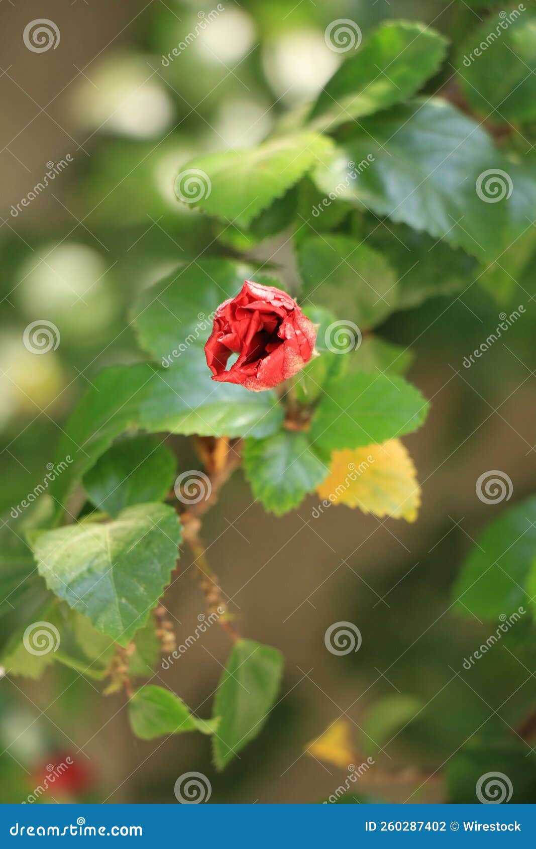 Closeup Shot of a Red Rose Bud Stock Photo - Image of countryside ...
