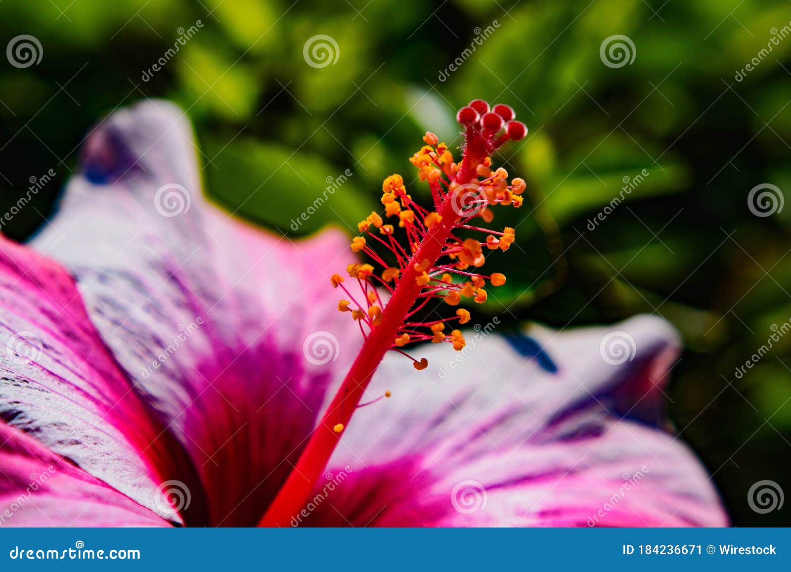 Closeup Shot of the Red Stigma of a Pink Flower Stock Image - Image of ...