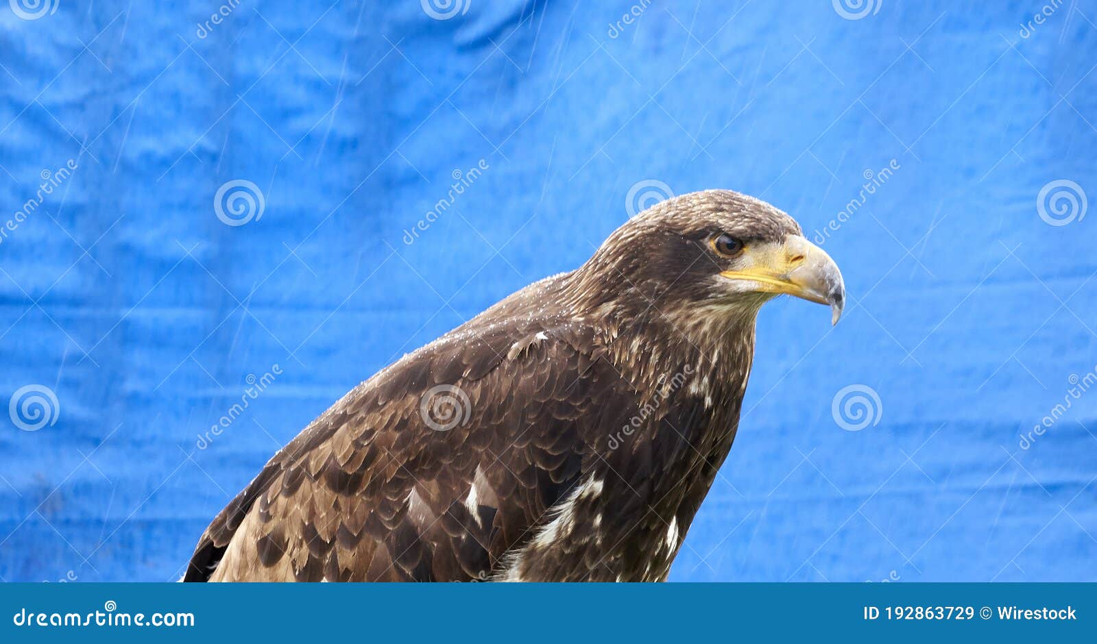 Closeup Shot of a Red-tailed Hawk on a Blue Background Stock Image ...