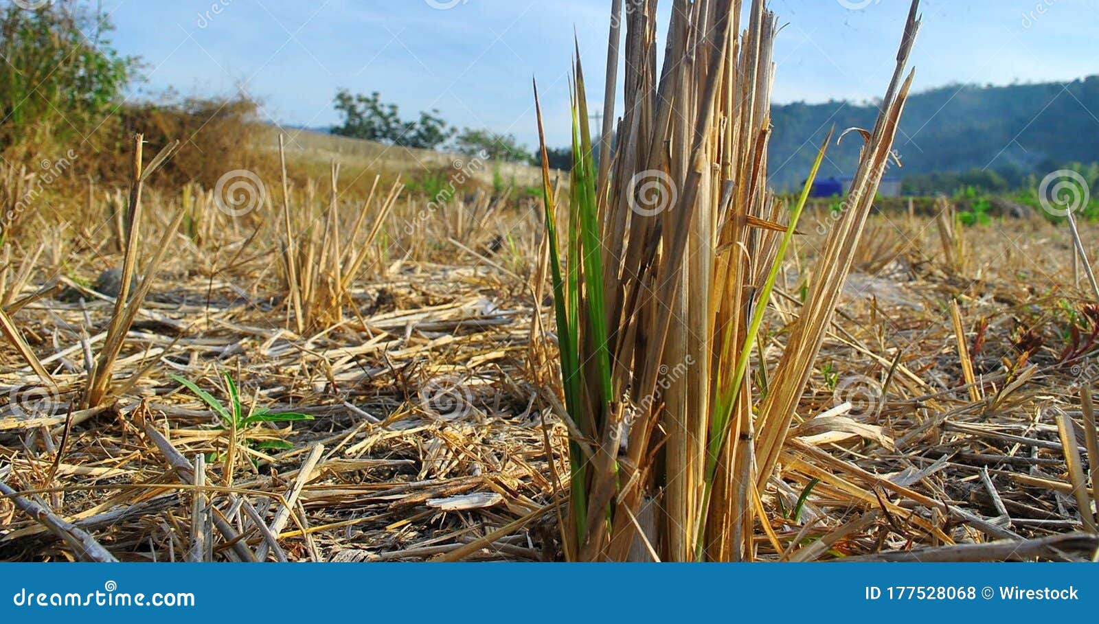 Closeup Shot of Rice Stubble in the Field at Daytime Stock Photo ...