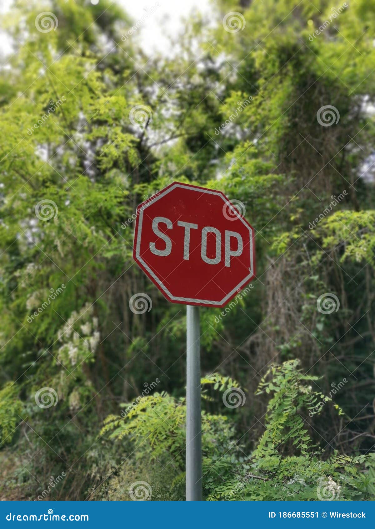 Closeup Shot of Road Sign Stop in the Forest Stock Image - Image of ...