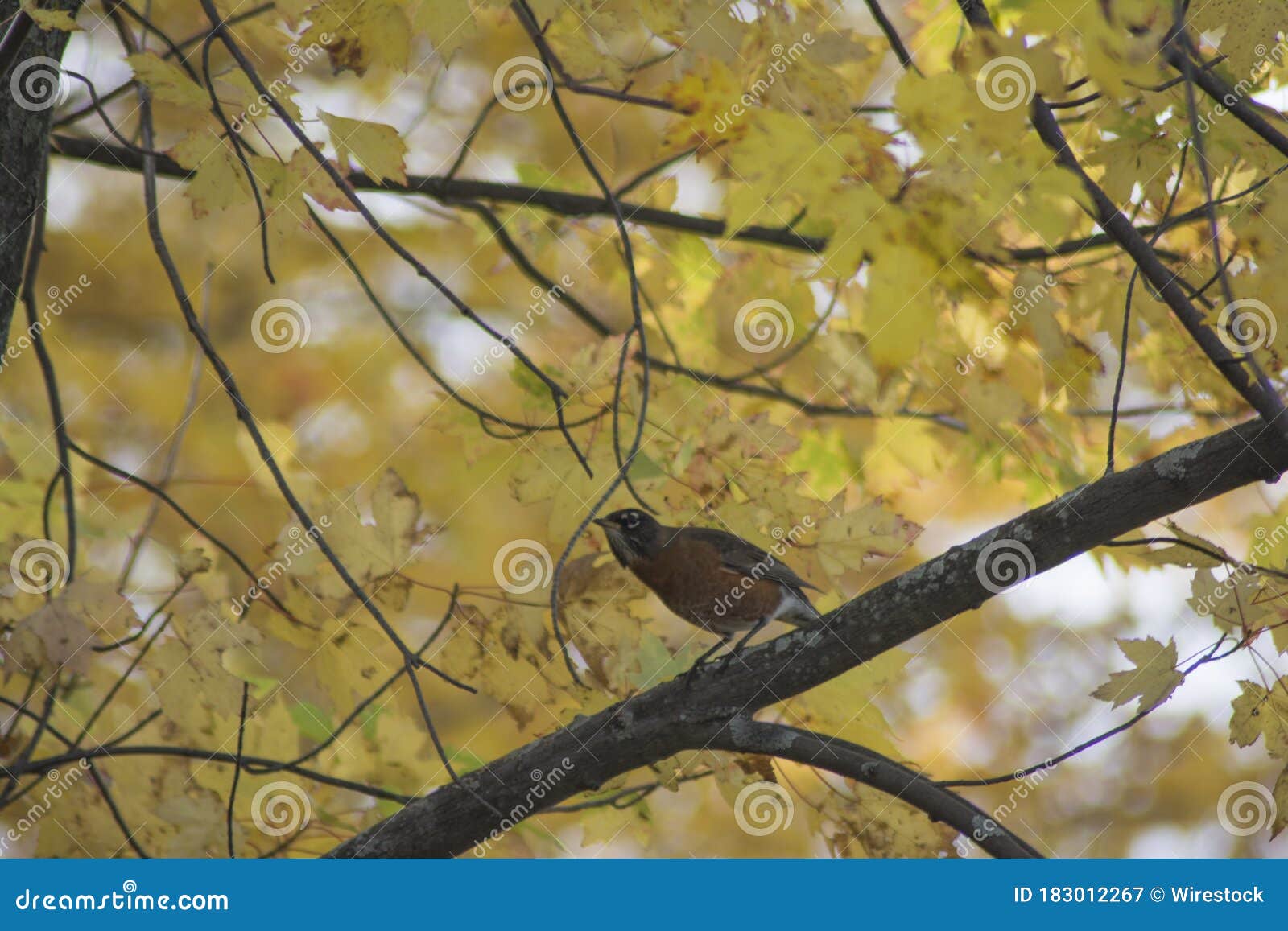 Closeup Shot of Robin in a Tree Branch in Autumn Stock Image - Image of ...