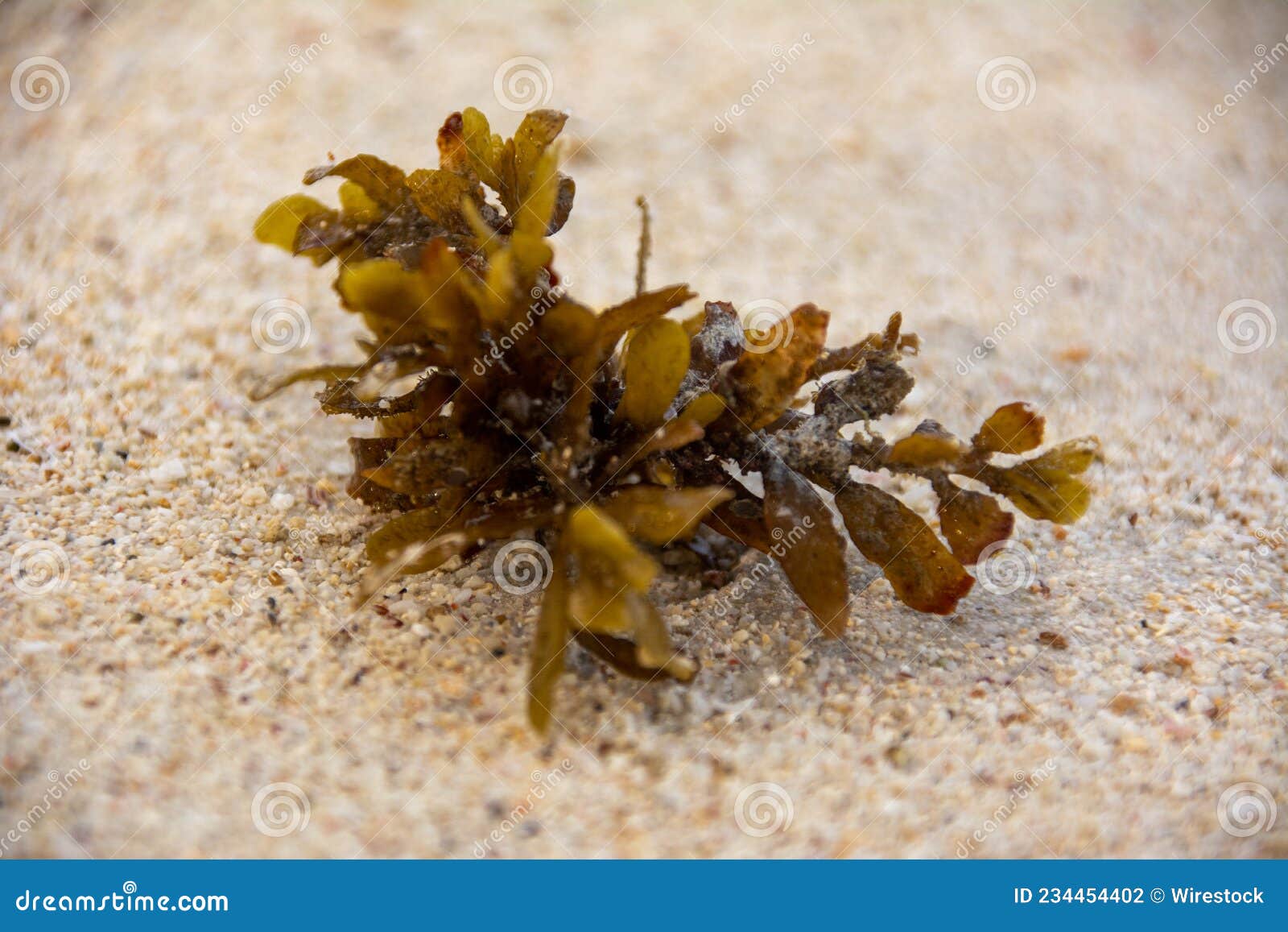 Closeup Shot of a Rockweed on the Beach Stock Photo - Image of shore ...