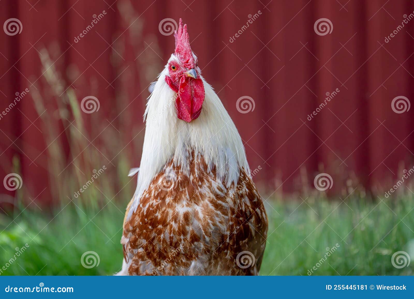 Closeup Shot of a Rooster in the Farm Stock Image - Image of birds ...