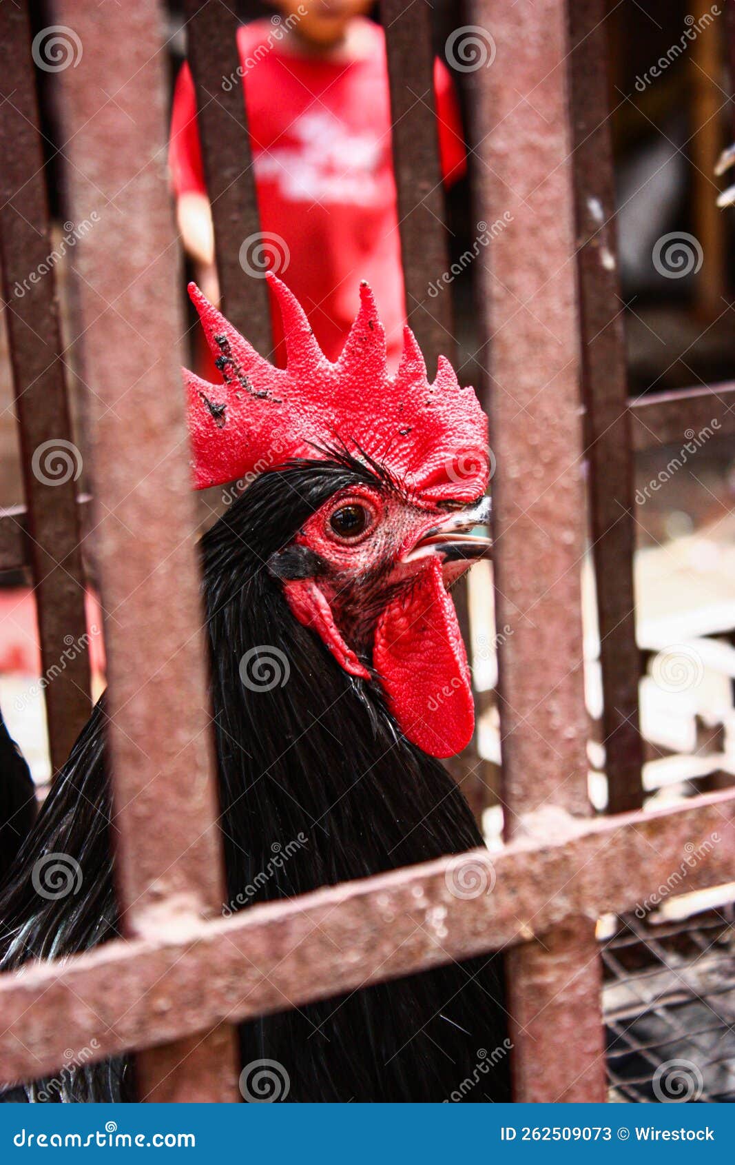 Closeup Shot of a Rooster Inside a Metallic Cage Stock Image - Image of ...