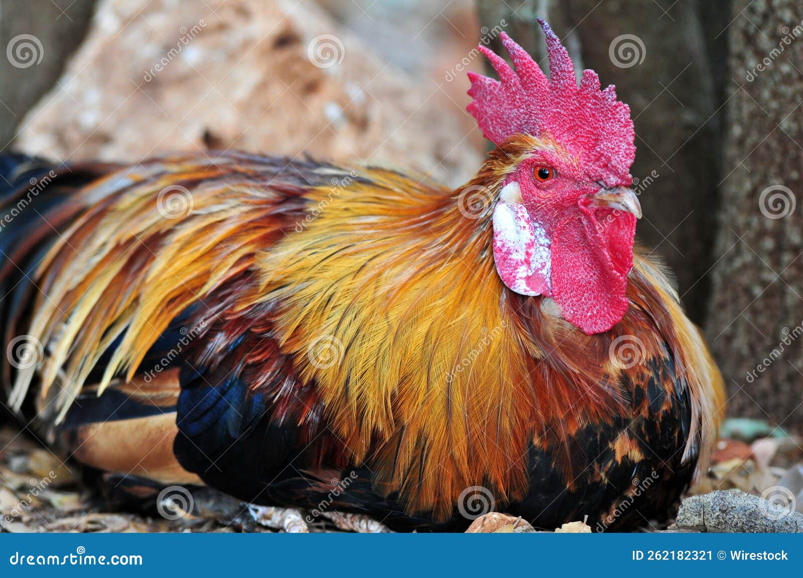 Closeup Shot of a Rooster Sitting on the Ground Stock Image - Image of ...