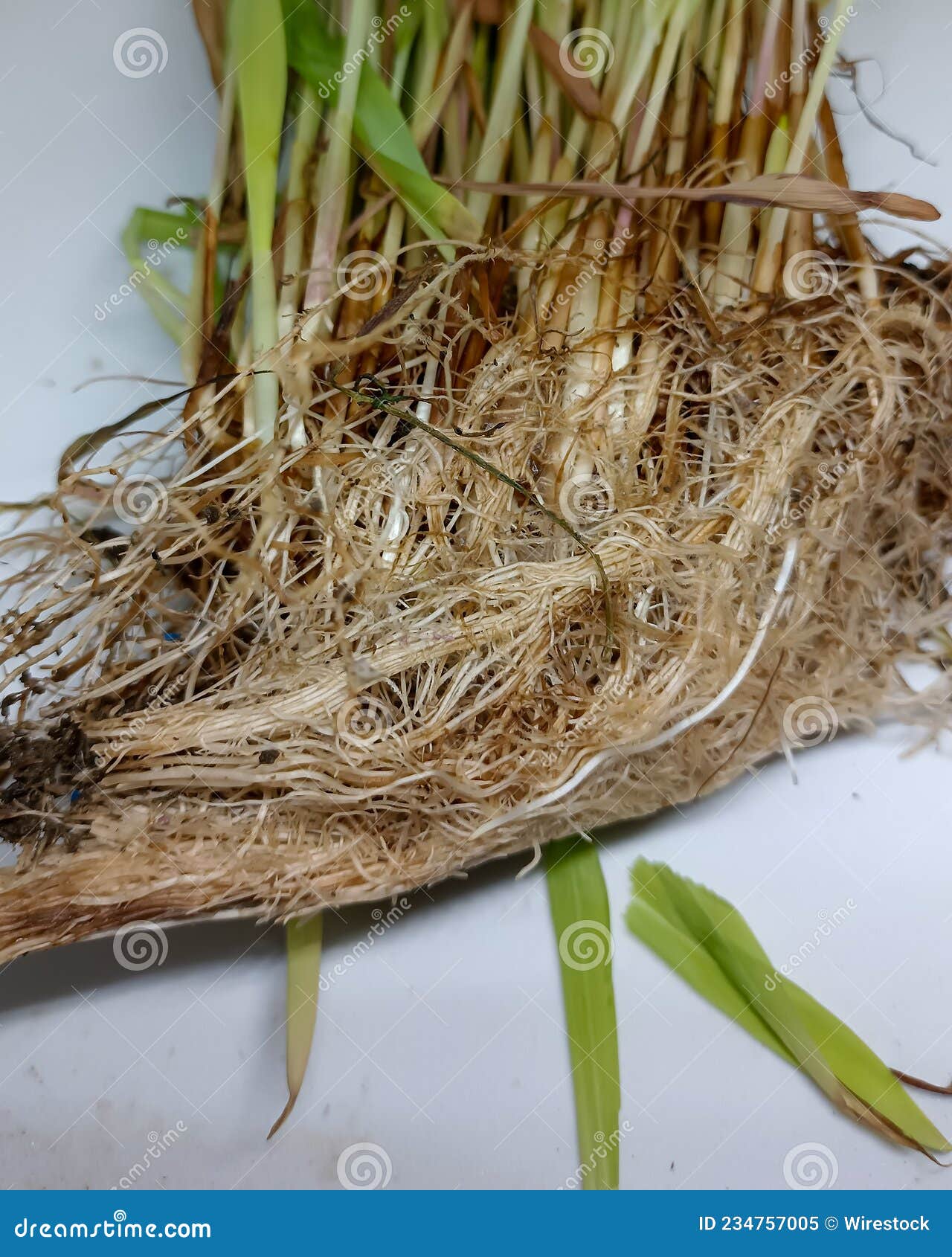 Closeup Shot of Roots of the Plant on a White Surface Stock Image ...