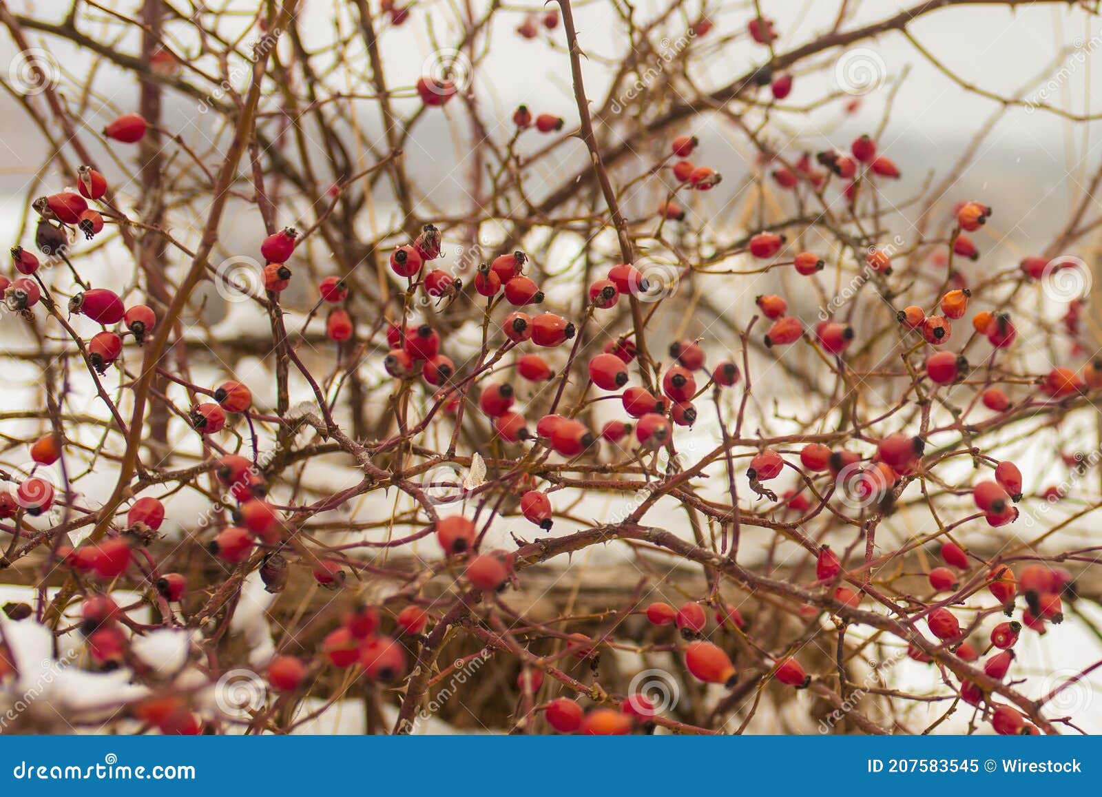 Closeup Shot of a Rosehip Tree Stock Image - Image of natural, leaves ...