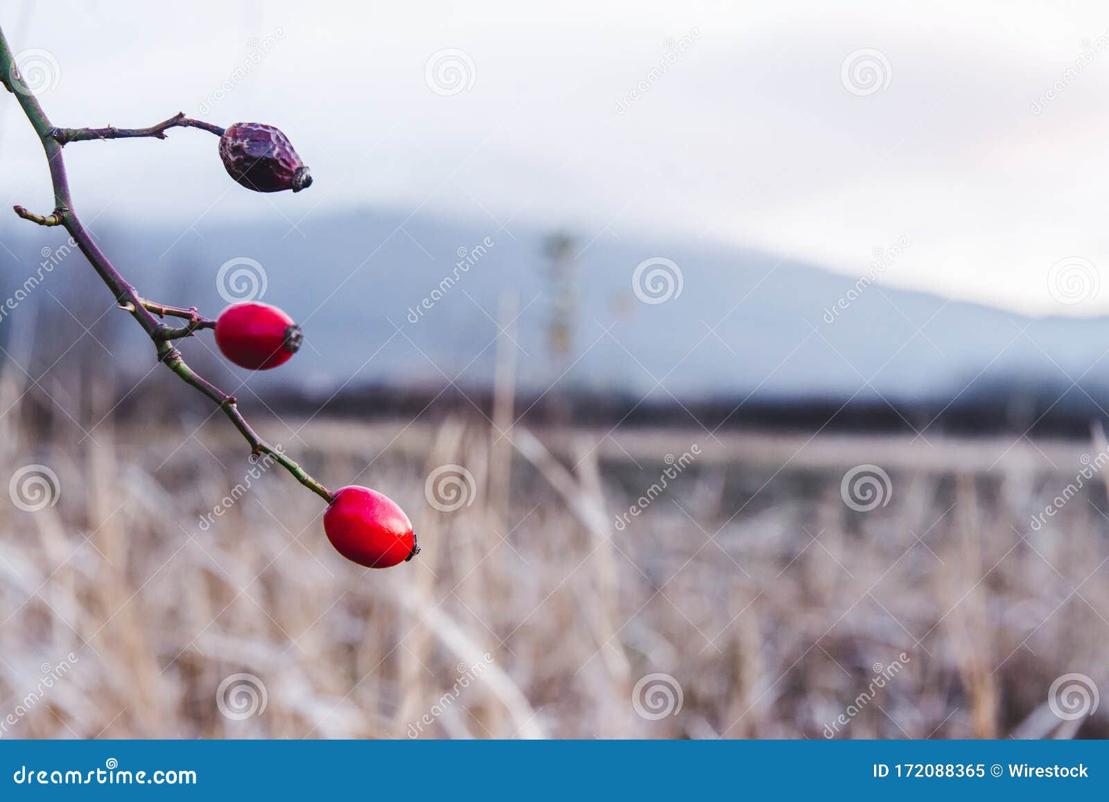 Closeup Shot of Rosehips on the Tree Branch in the Field Stock Image ...