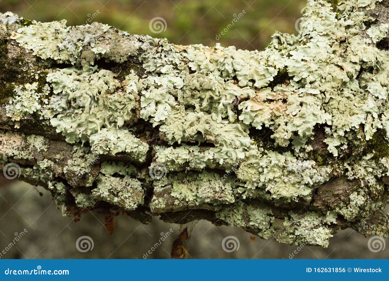 Closeup Shot of a Rotten Branch of a Tree Stock Photo - Image of tree ...