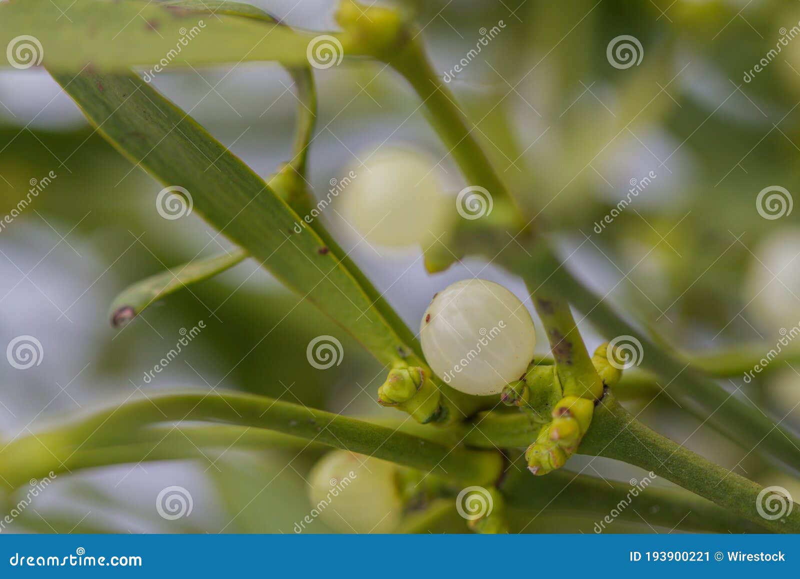 Closeup Shot of Round Green Mistletoe on a Branch Stock Image - Image ...