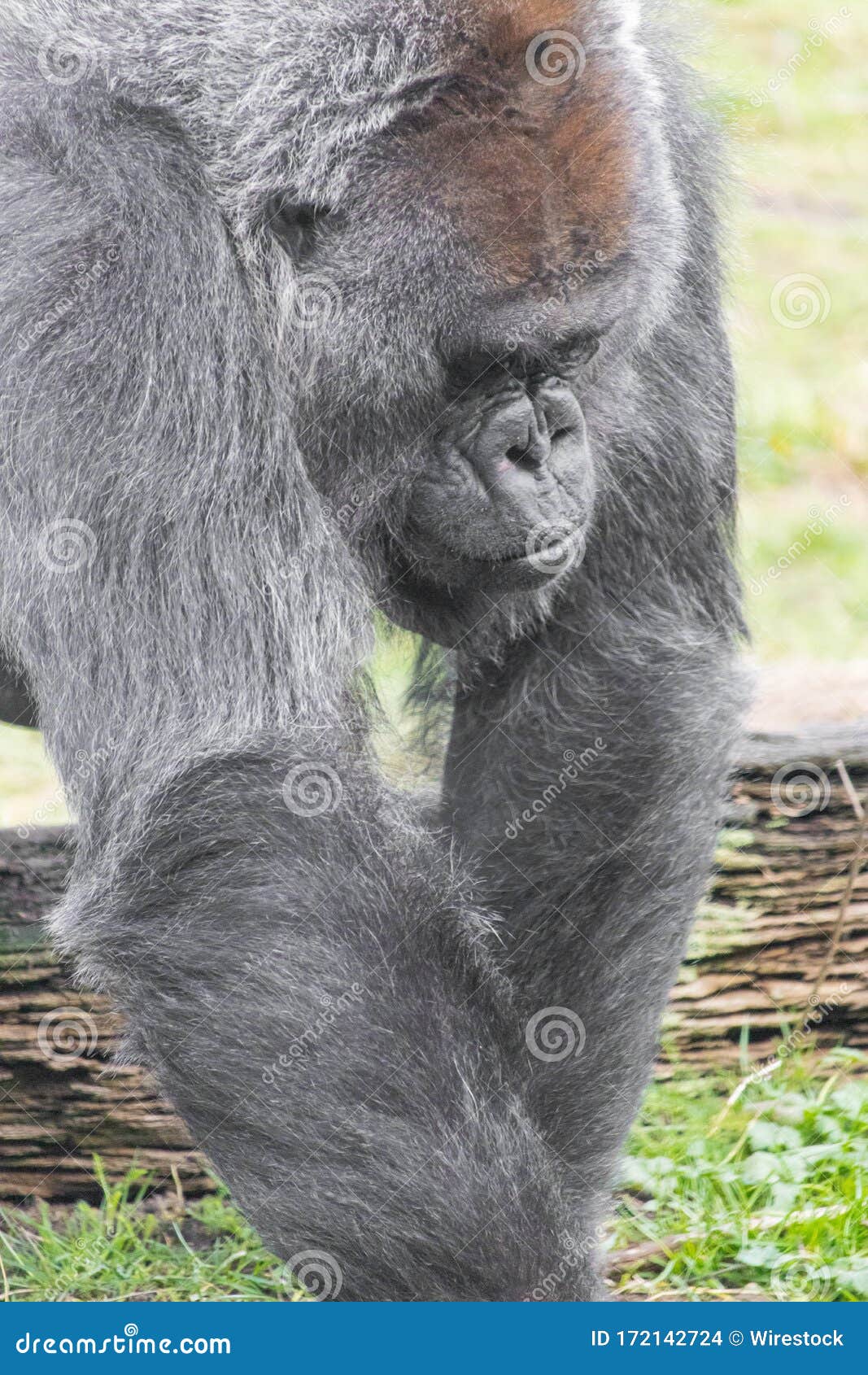 Closeup Shot of a Sad Looking Gorilla Walking on a Field of Grass Stock ...