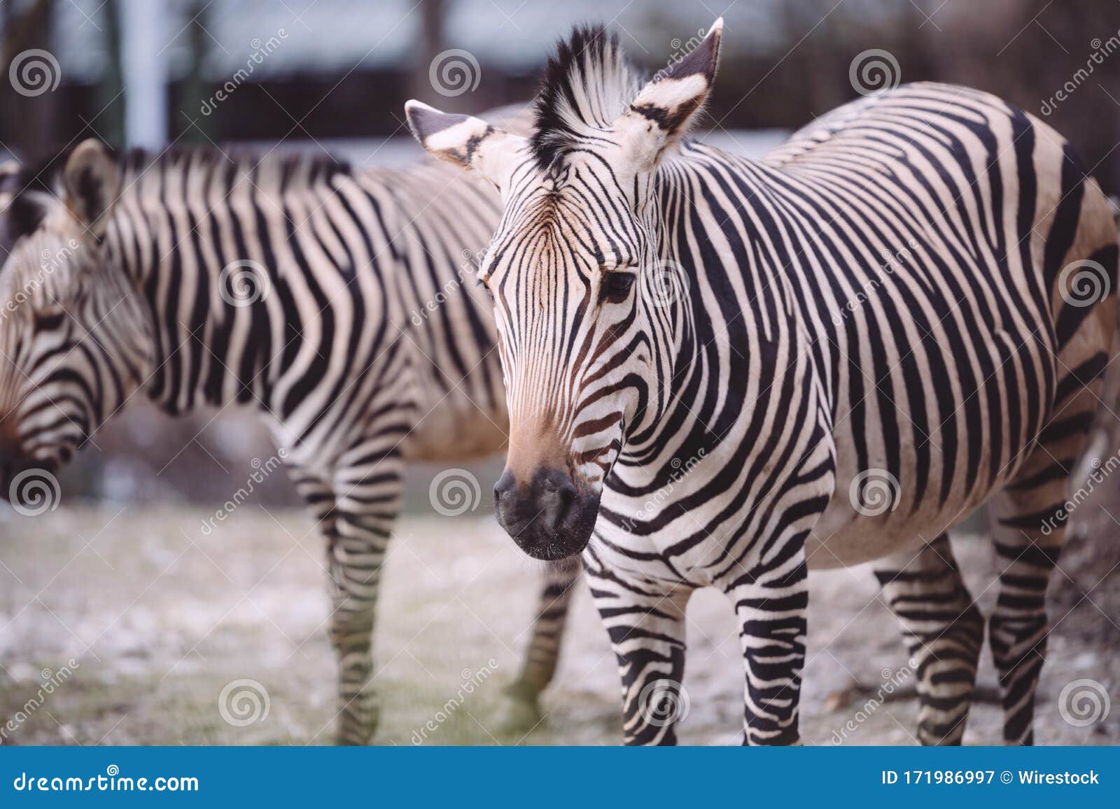 Closeup Shot of a Sad Zebra in a Zoo Stock Image - Image of design ...