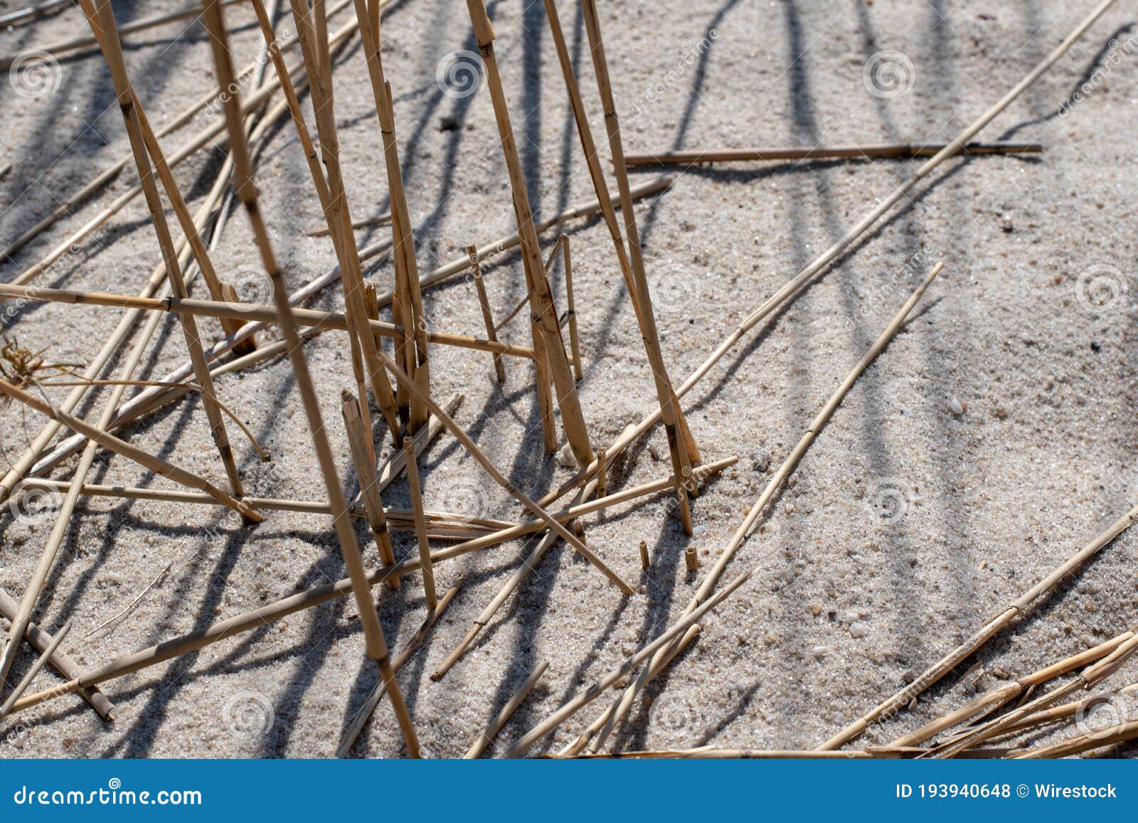 Closeup shot of salt grass stock photo. Image of garden - 193940648