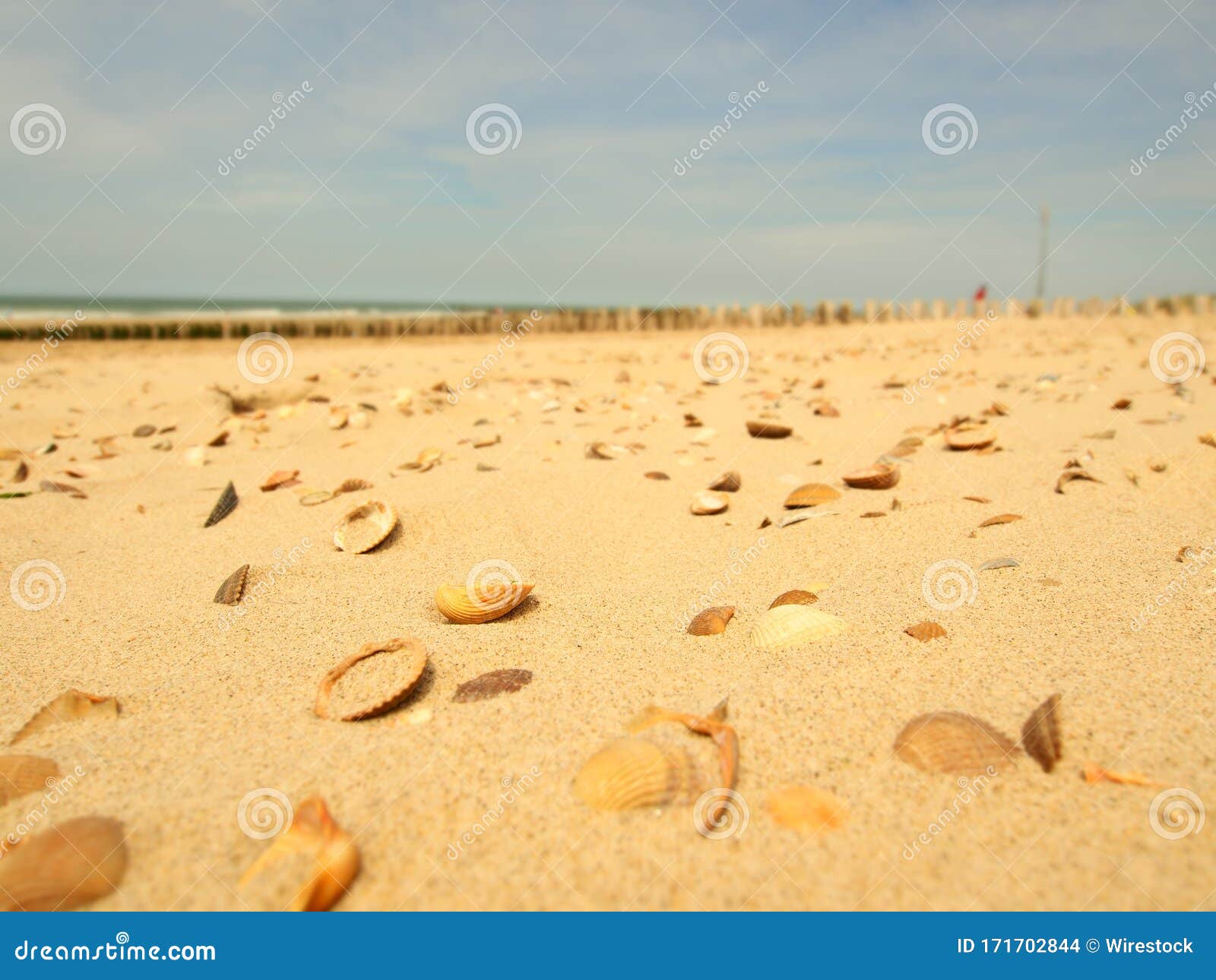 Closeup Shot of a Sandy Beach with Shells on the Sand in a Sunny Blue ...