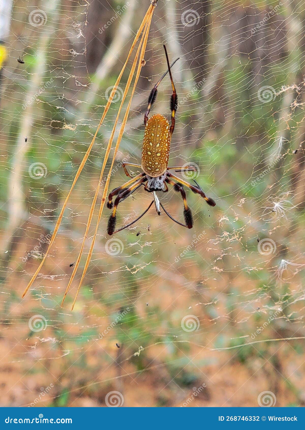 Closeup Shot of the Scary Spider of the Web Stock Photo - Image of silk ...