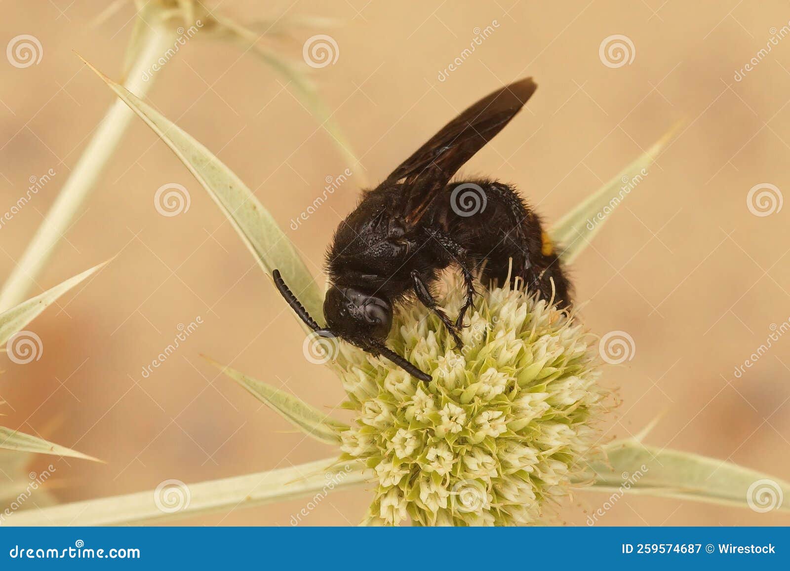 Closeup Shot of a Scolia Hirta Bee on a Flower Stock Image - Image of ...