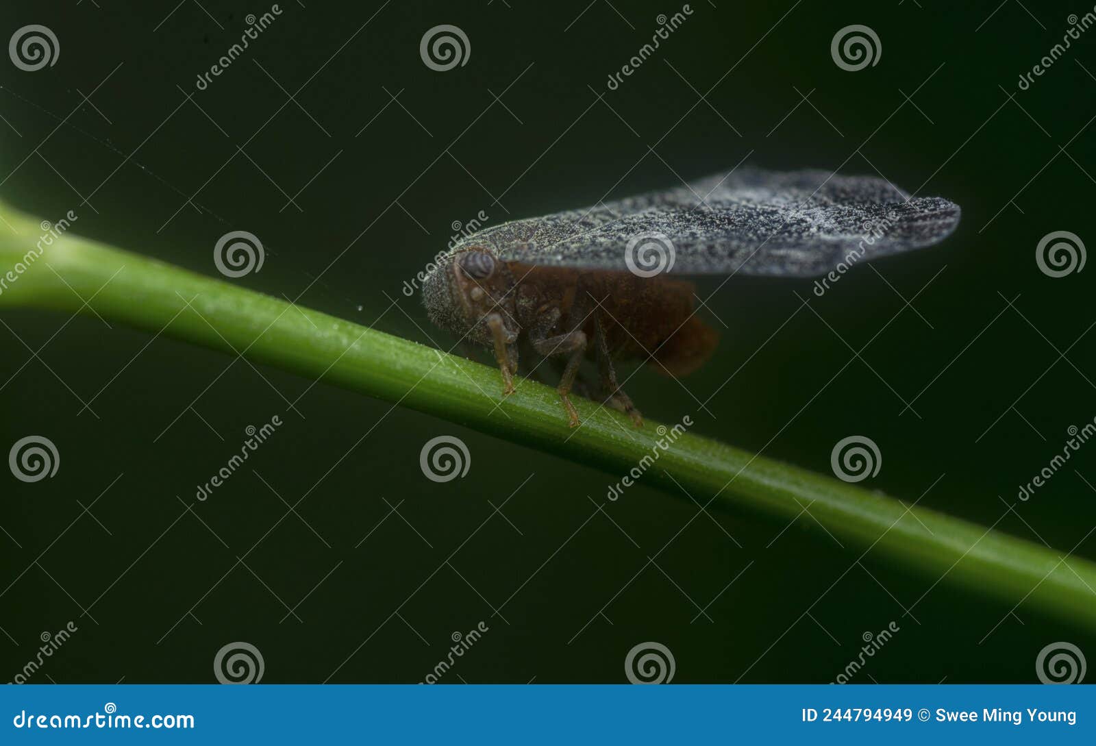 Scolypopa Australis On Leaf. Shot In The Forest. Passionvine Hopper ...