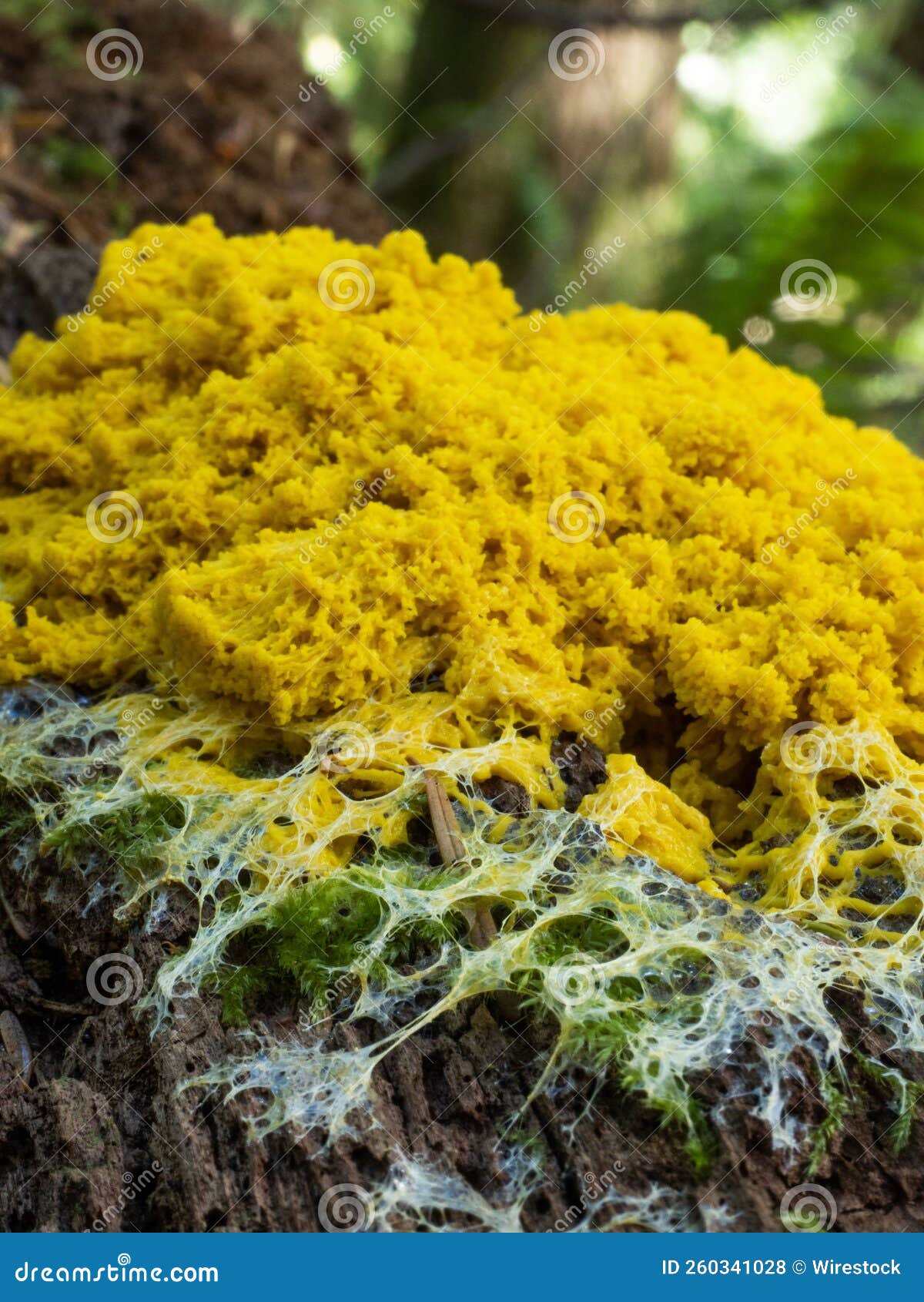 Closeup Shot of Scrambled Egg Slime Mold on a Tree Trunk in the ...