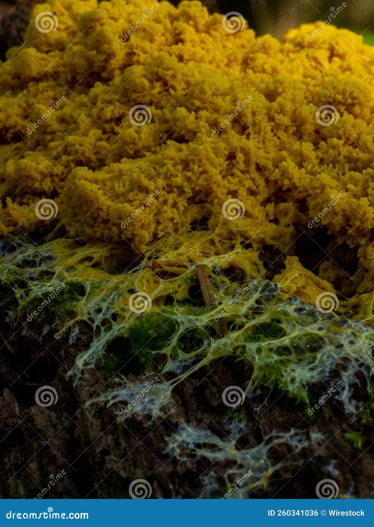 Closeup Shot of Scrambled Egg Slime Mold on a Tree Trunk in the ...