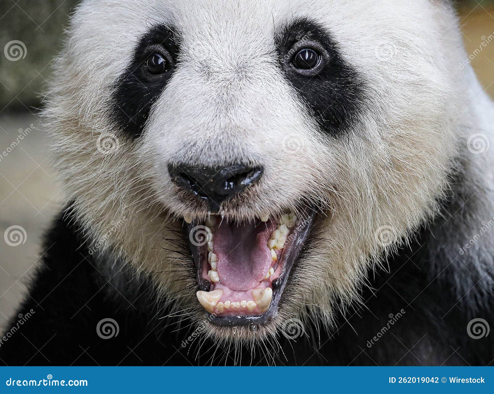 Closeup Shot of Screaming Panda Face Stock Photo - Image of shocked ...