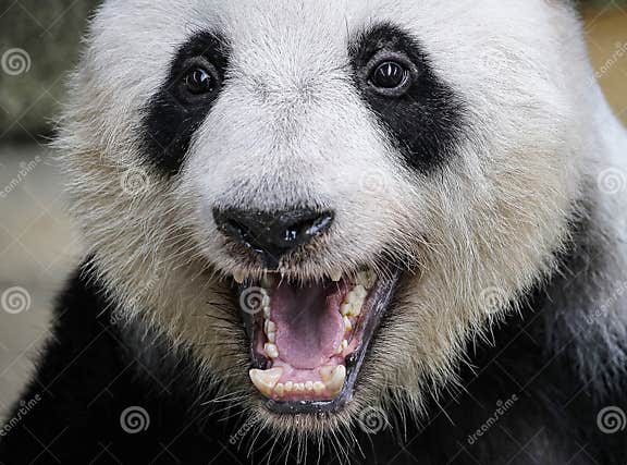 Closeup Shot of Screaming Panda Face Stock Photo - Image of shocked ...