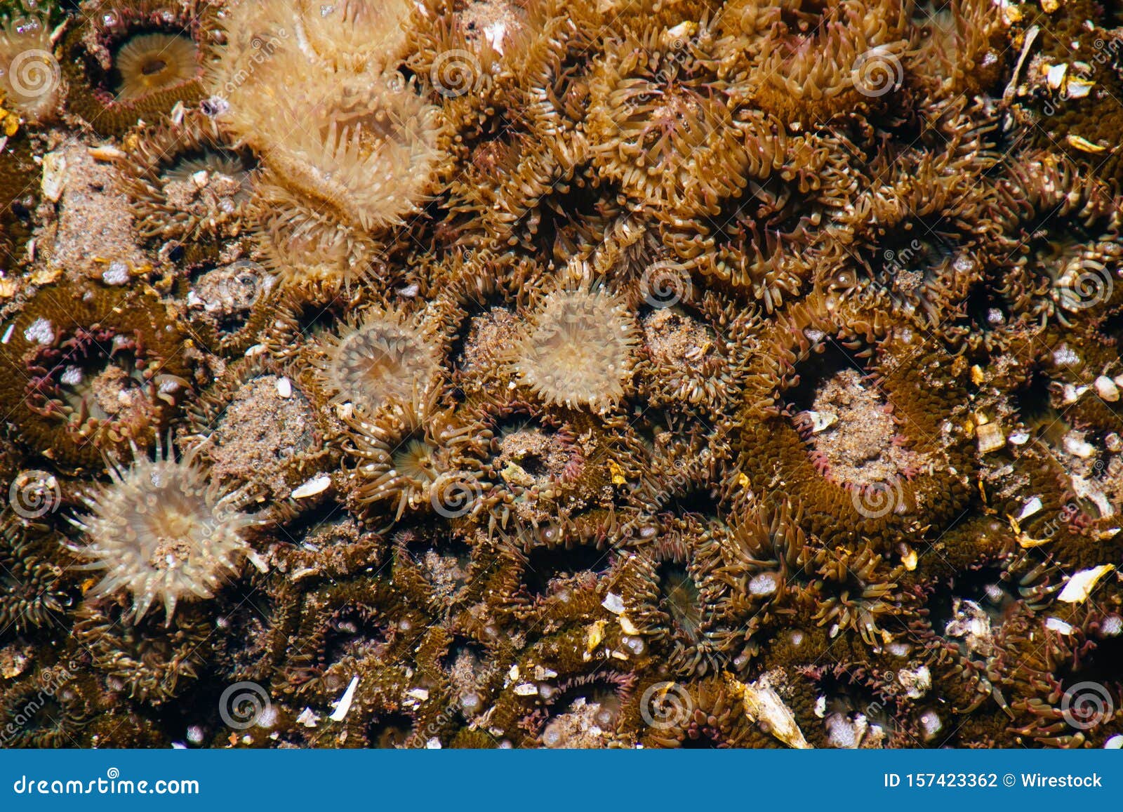 Closeup Shot of Sea Plants Underwater Stock Photo - Image of fish, leaf ...