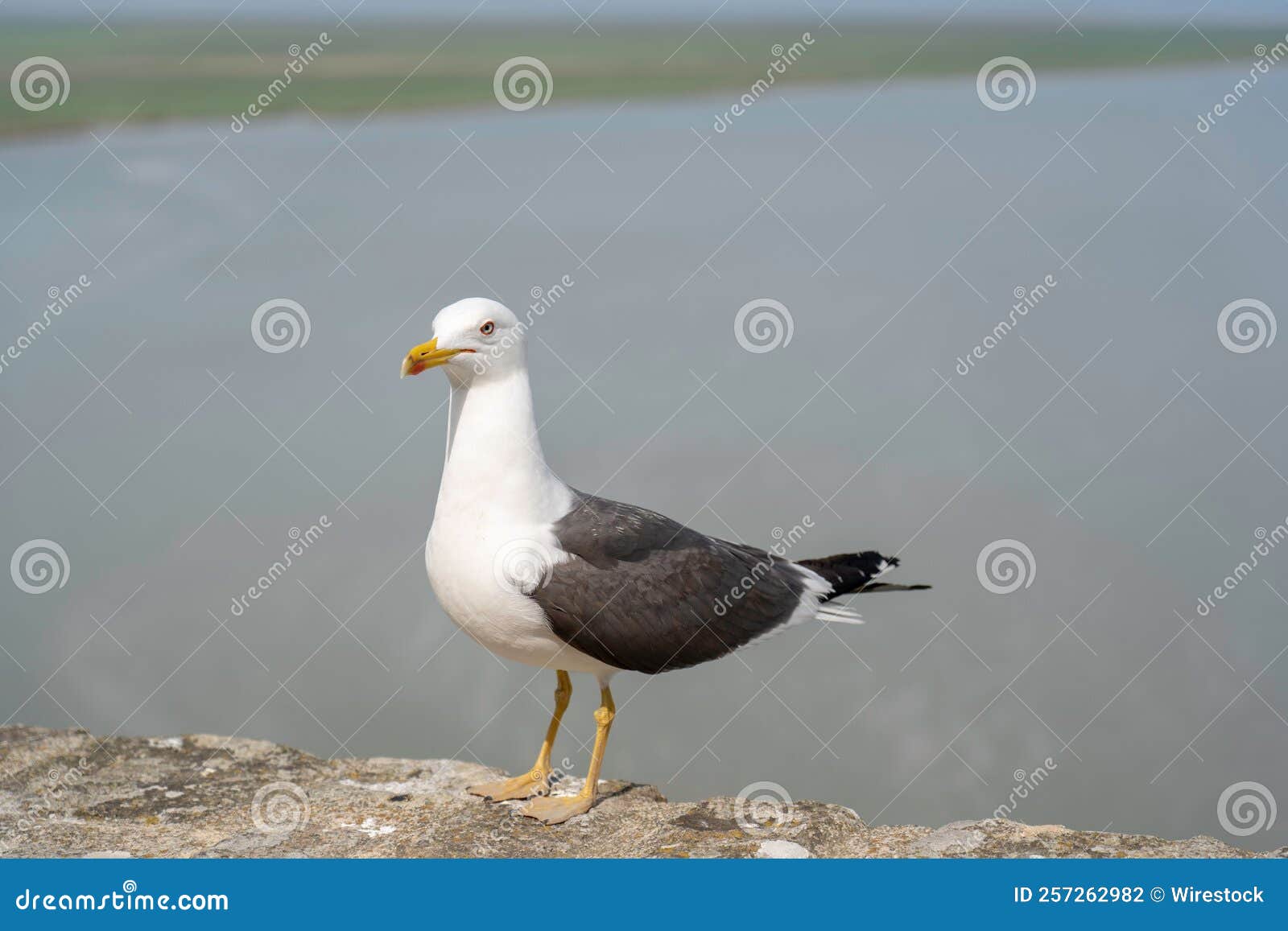 Closeup Shot of a Seagull at a Beach during the Day Stock Photo - Image ...