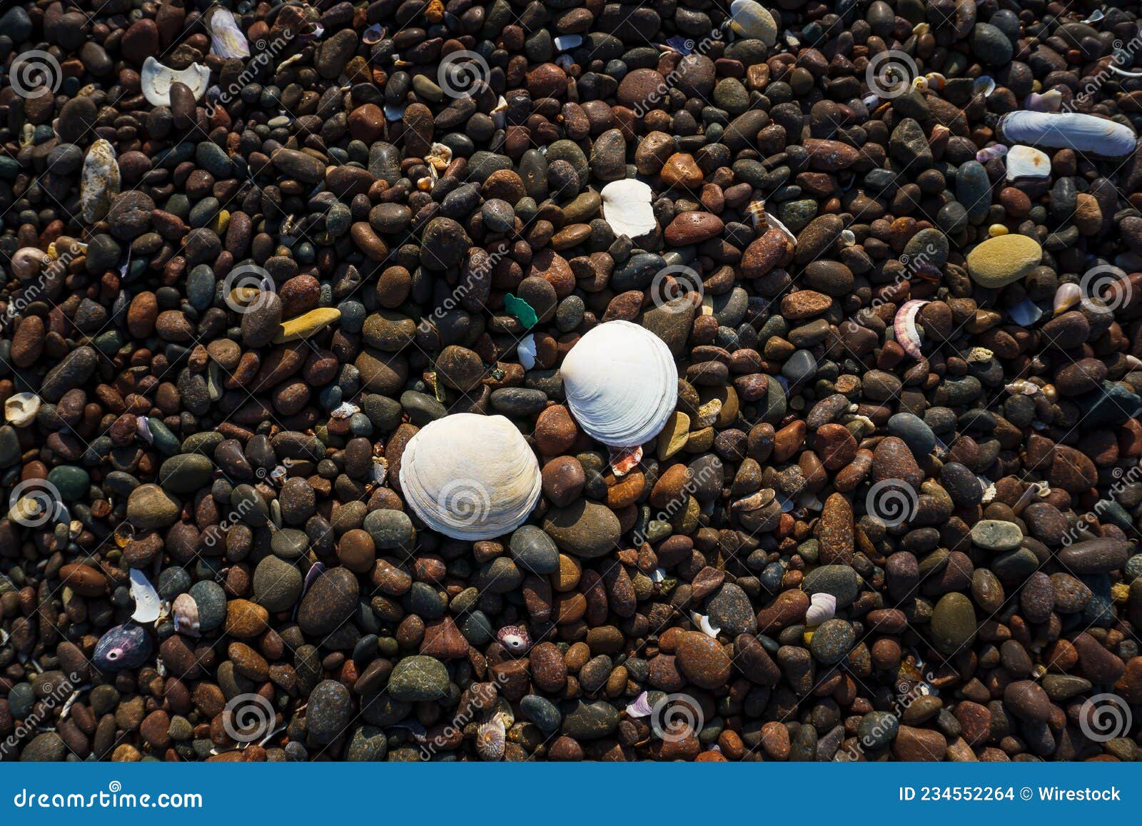 Closeup Shot of Seashells on a Shore in Paracas, Peru Stock Photo ...
