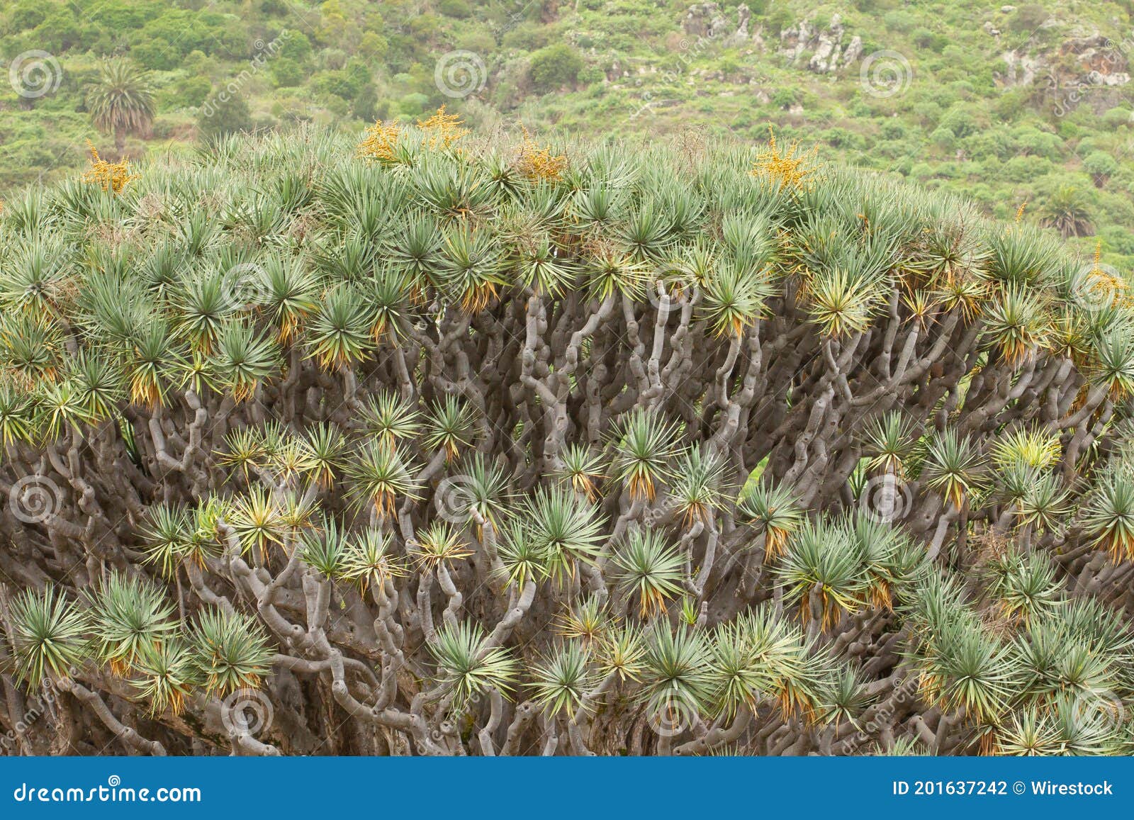 Closeup Shot of Sharp Tree Branches Stock Photo - Image of wood ...