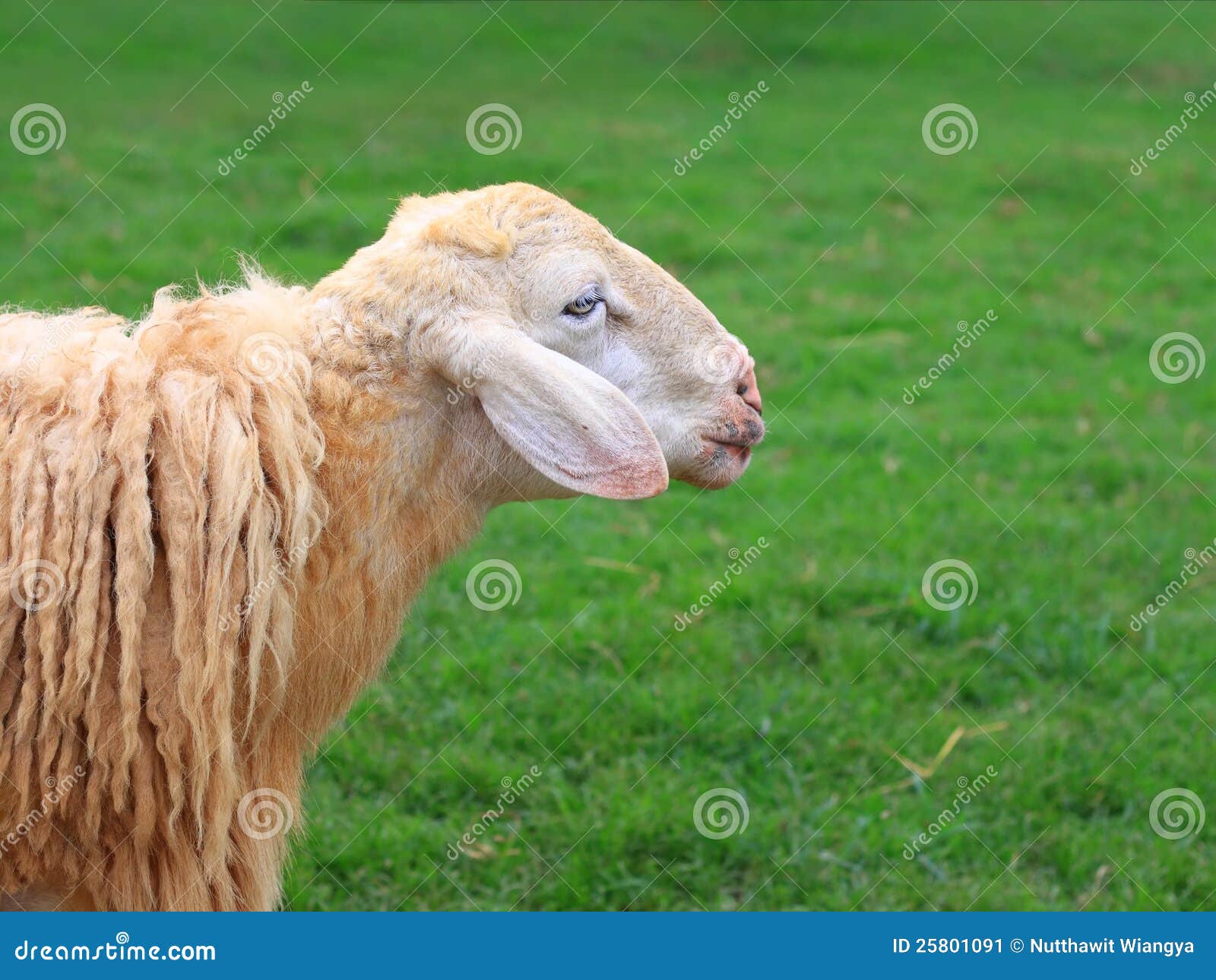 Closeup Shot of Sheep Standing Stock Image - Image of sheep, summer ...