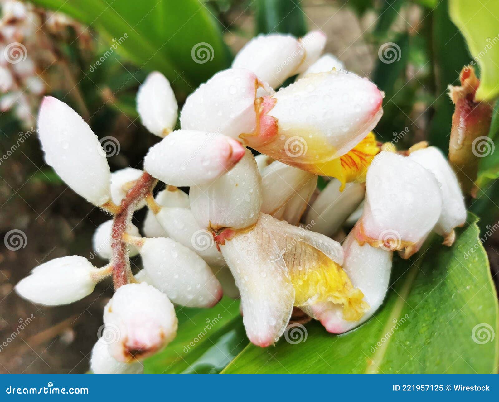 Closeup Shot of Shell Ginger Flowers Growing in a Park Stock Image ...