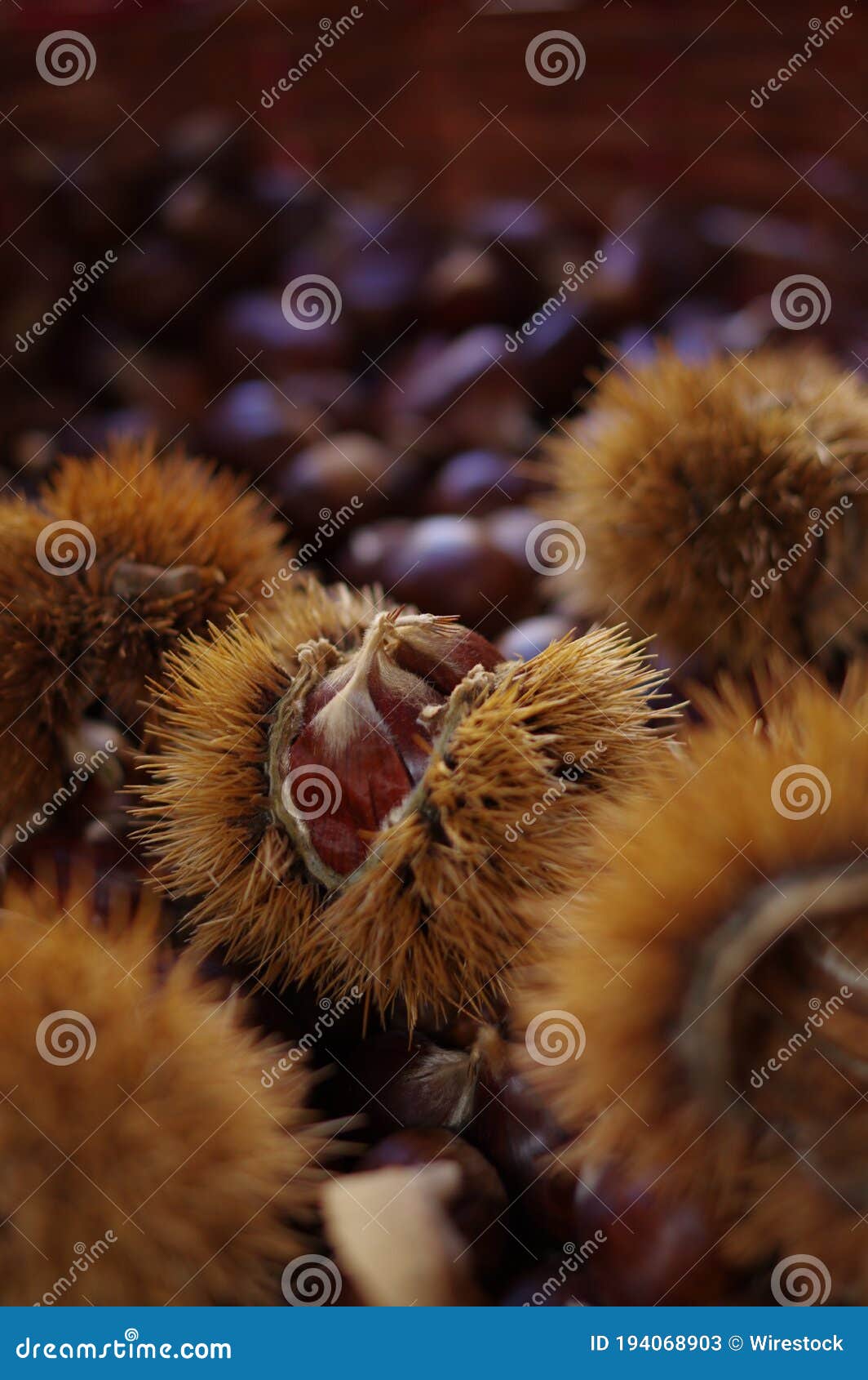 Closeup Shot Shiny Brown Chestnuts with Spiky Shells Stock Image ...