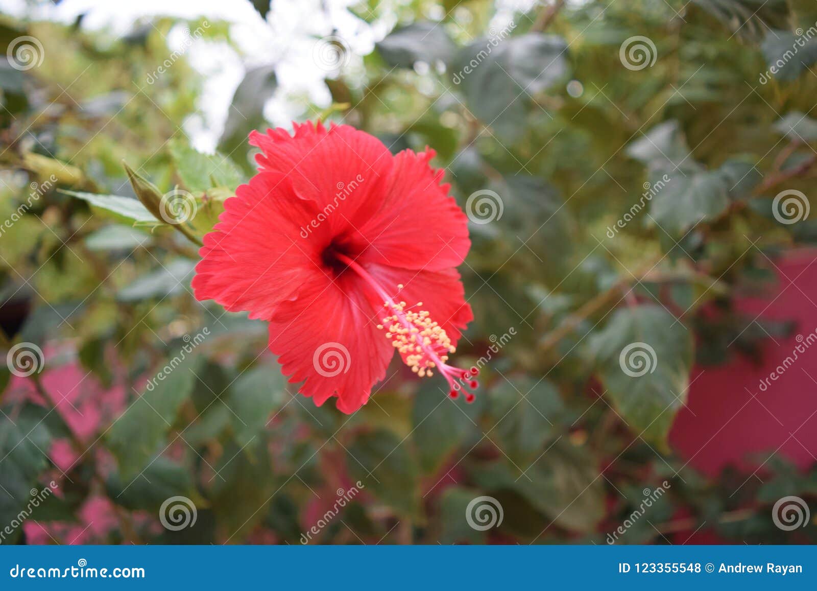 Shoeflower stock photo. Image of nature, shoeflower - 123355548