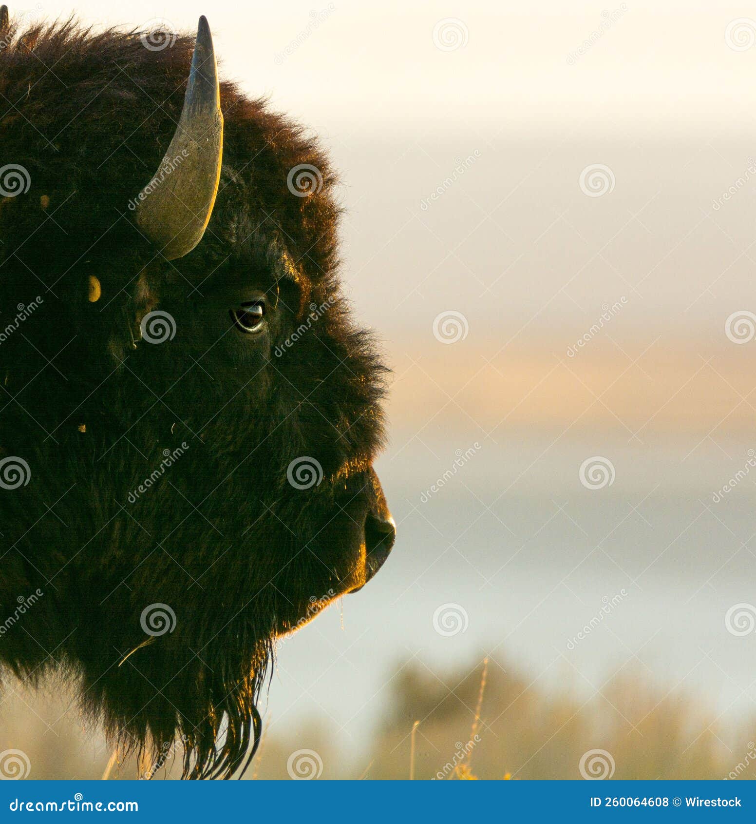 Closeup Shot of the Side of a Fluffy Bison Face Stock Photo - Image of ...
