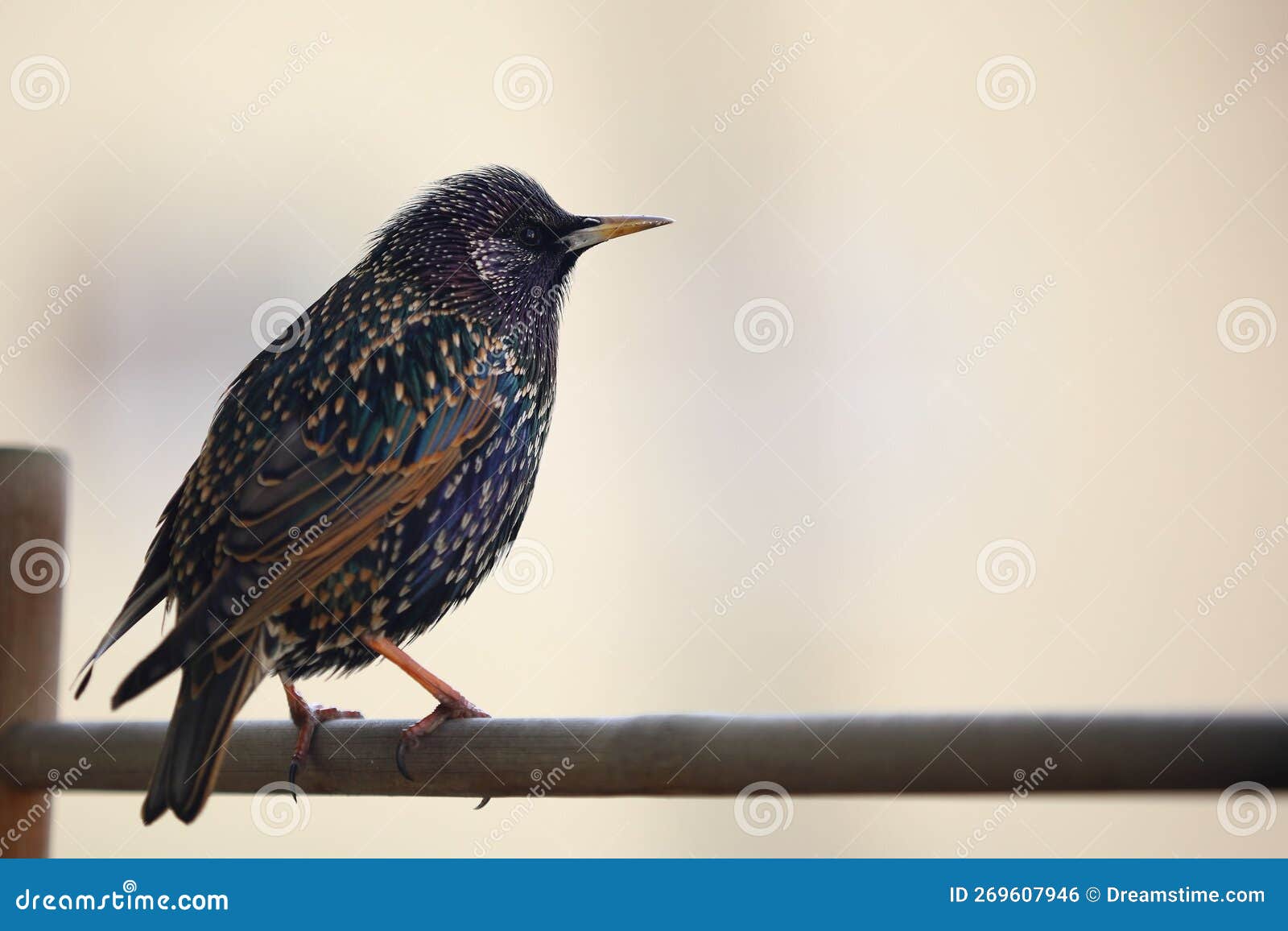 Closeup Shot of a Single Bird on a Tree Branch. Stock Photo - Image of ...