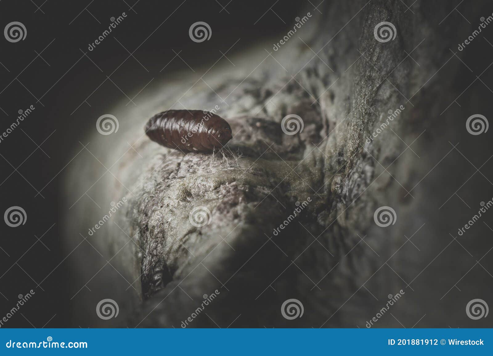 Closeup Shot of a Single Insect Egg Undergoing Transformation Stock ...
