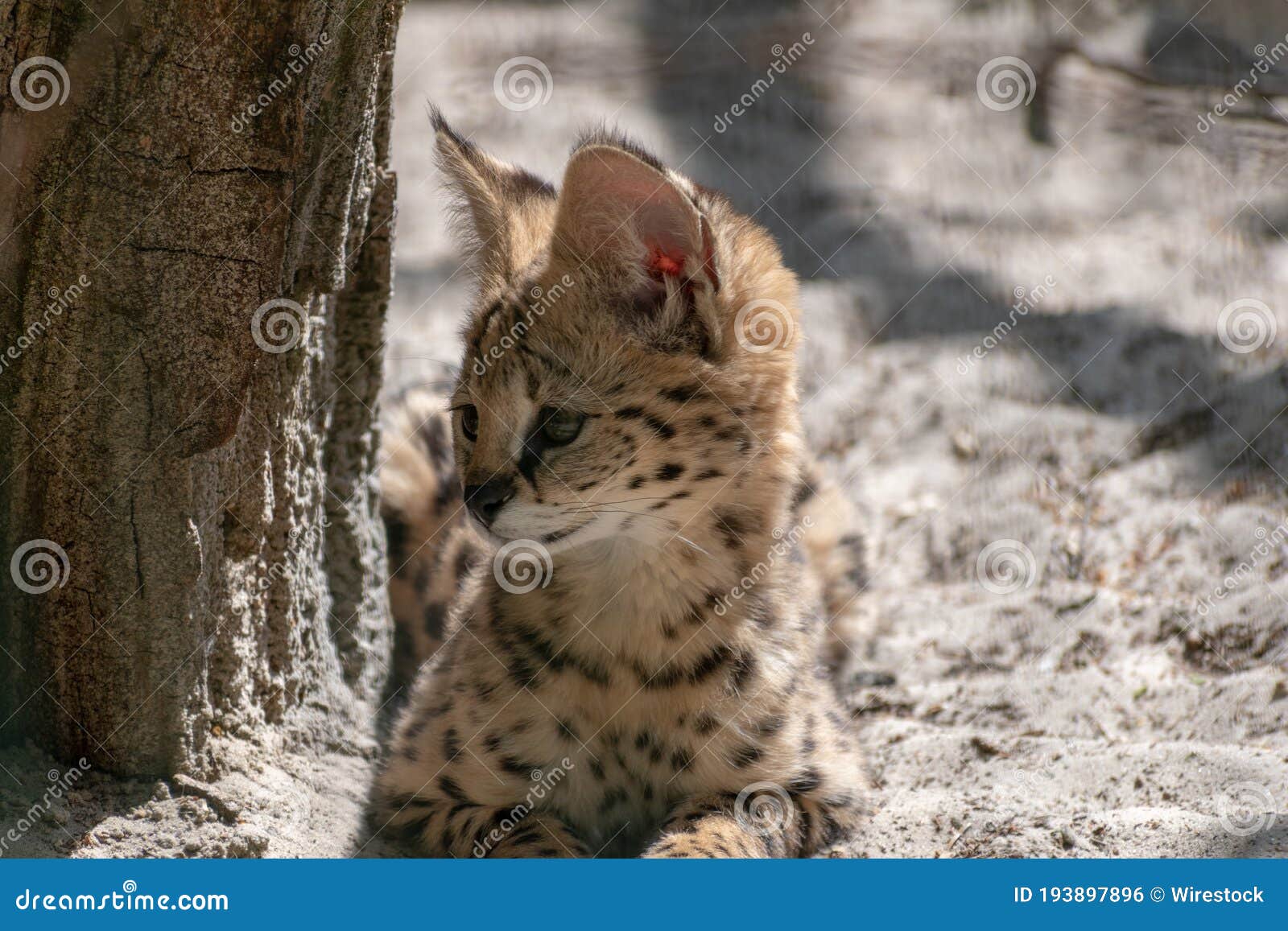 Closeup Shot of a Single Serval Cat on a Blurred Background Stock Photo ...