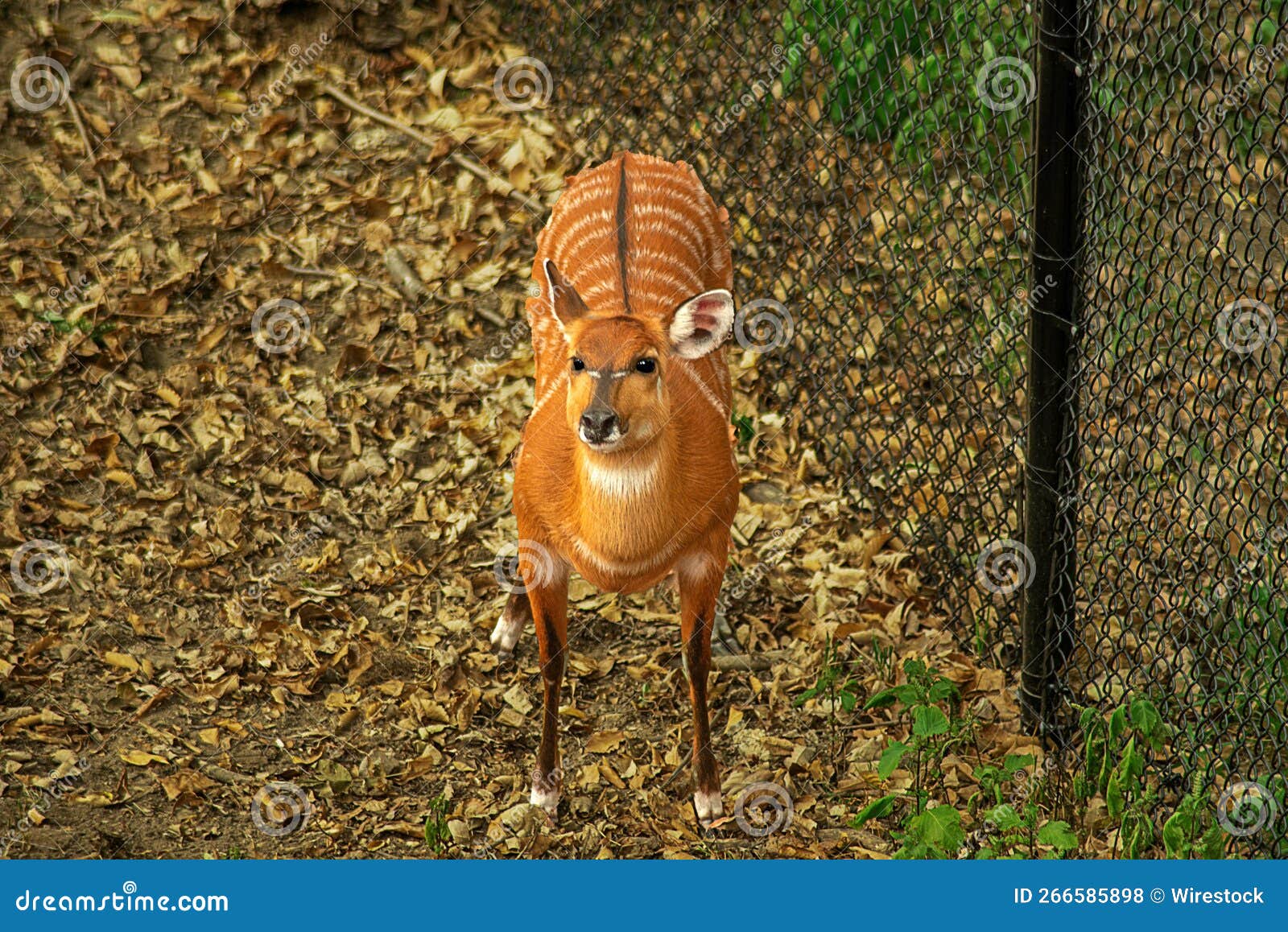 Sitatunga Antelope Tragelaphus Spekii Stock Image | CartoonDealer.com ...
