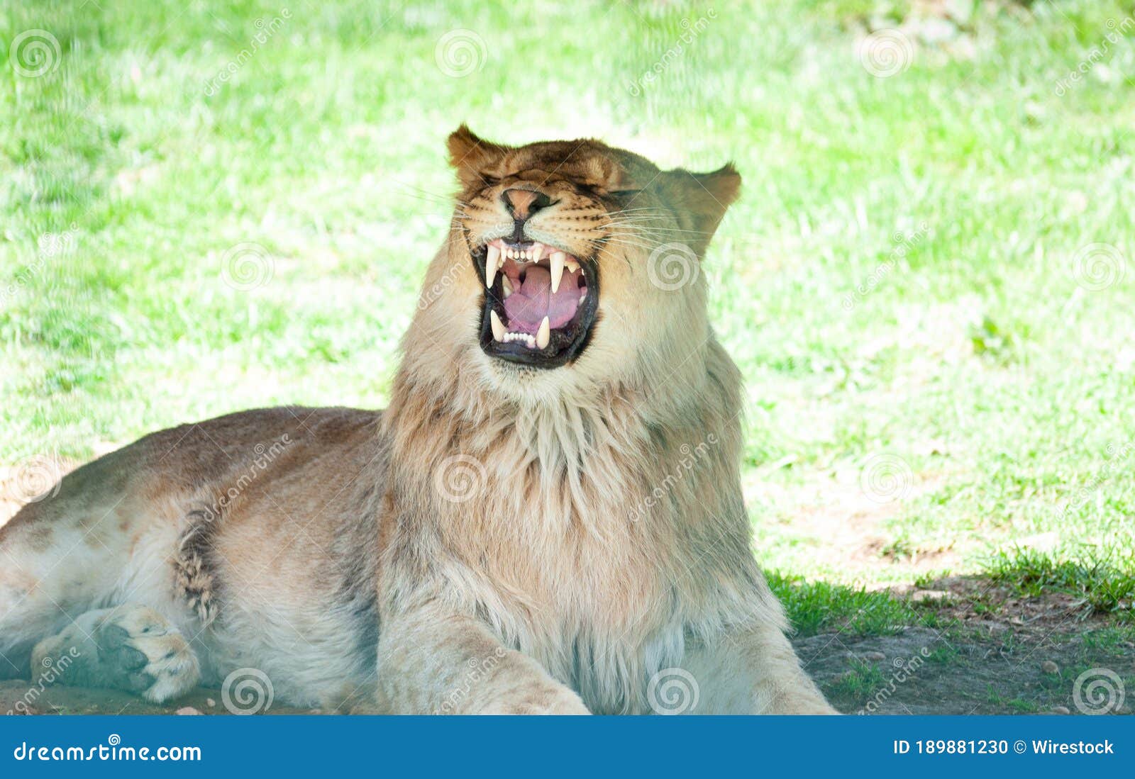 Closeup Shot of a Sitting Lion Roaring - Perfect for Background Stock ...