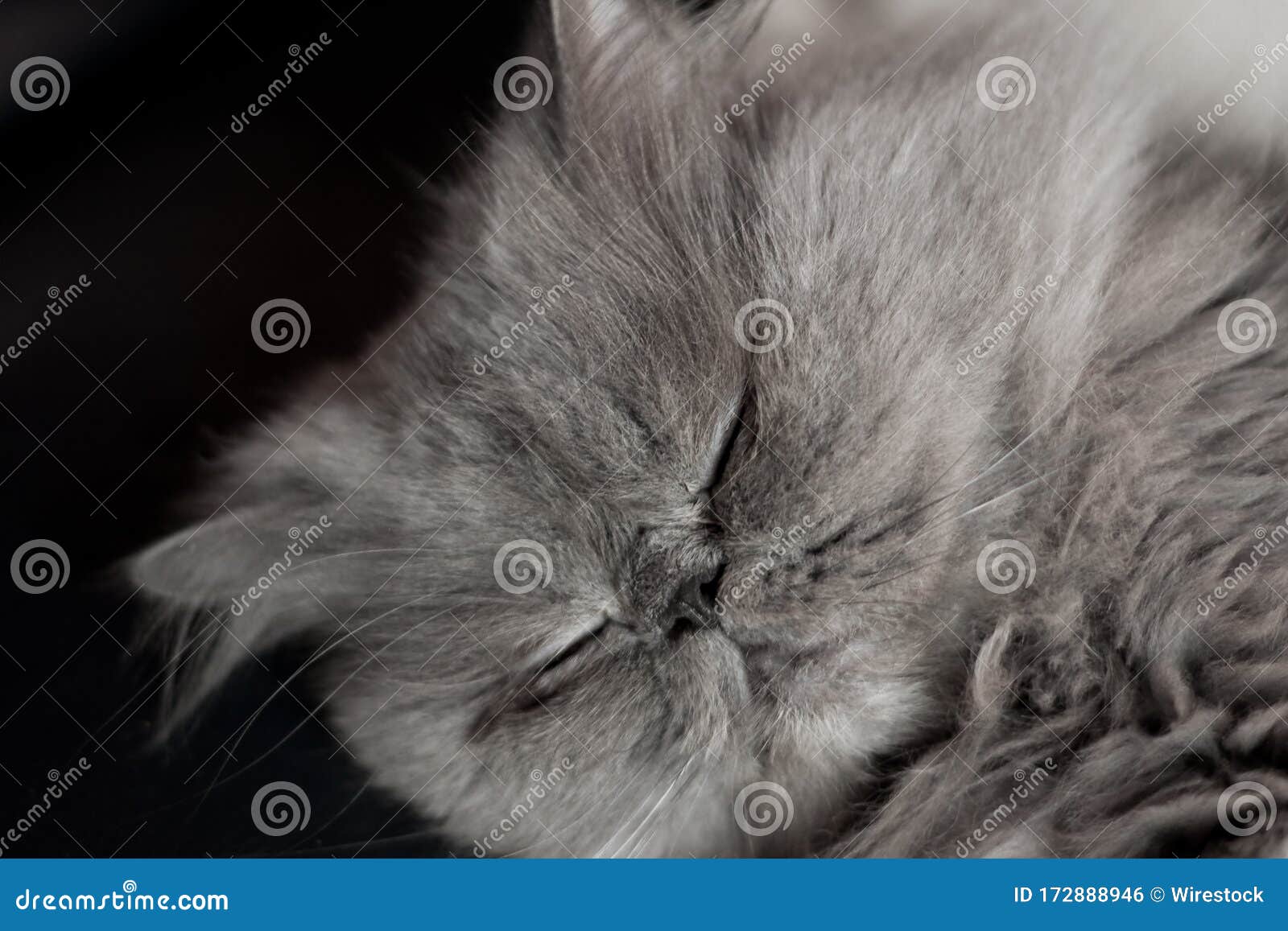 Closeup Shot of a Sleeping Grey Cat Stock Photo - Image of face, lying ...