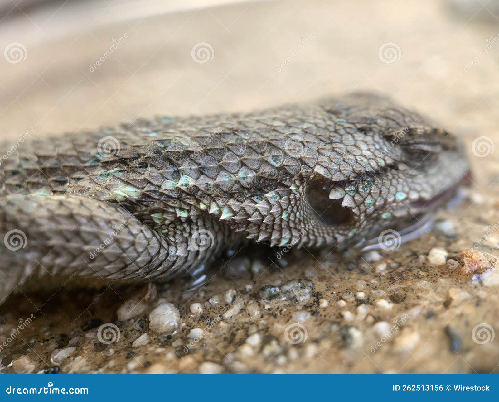 Closeup Shot of a Sleeping Lizard on a Concrete Surface Stock Photo ...