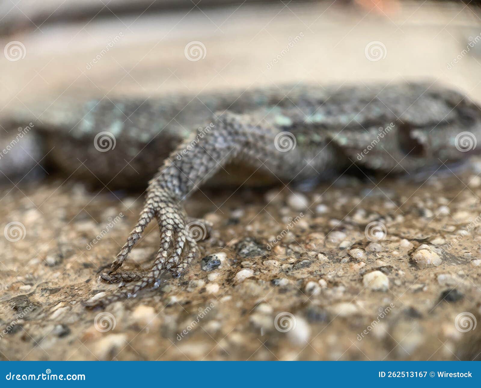 Closeup Shot of a Sleeping Lizard on a Concrete Surface Stock Image ...