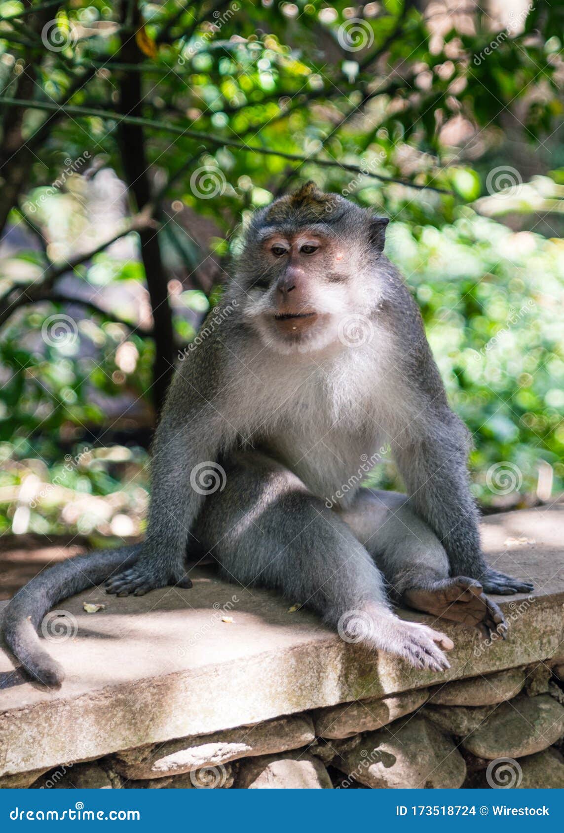 Closeup Shot of a Sleepy Monkey Sitting on a Ledge in a Park on a Sunny ...