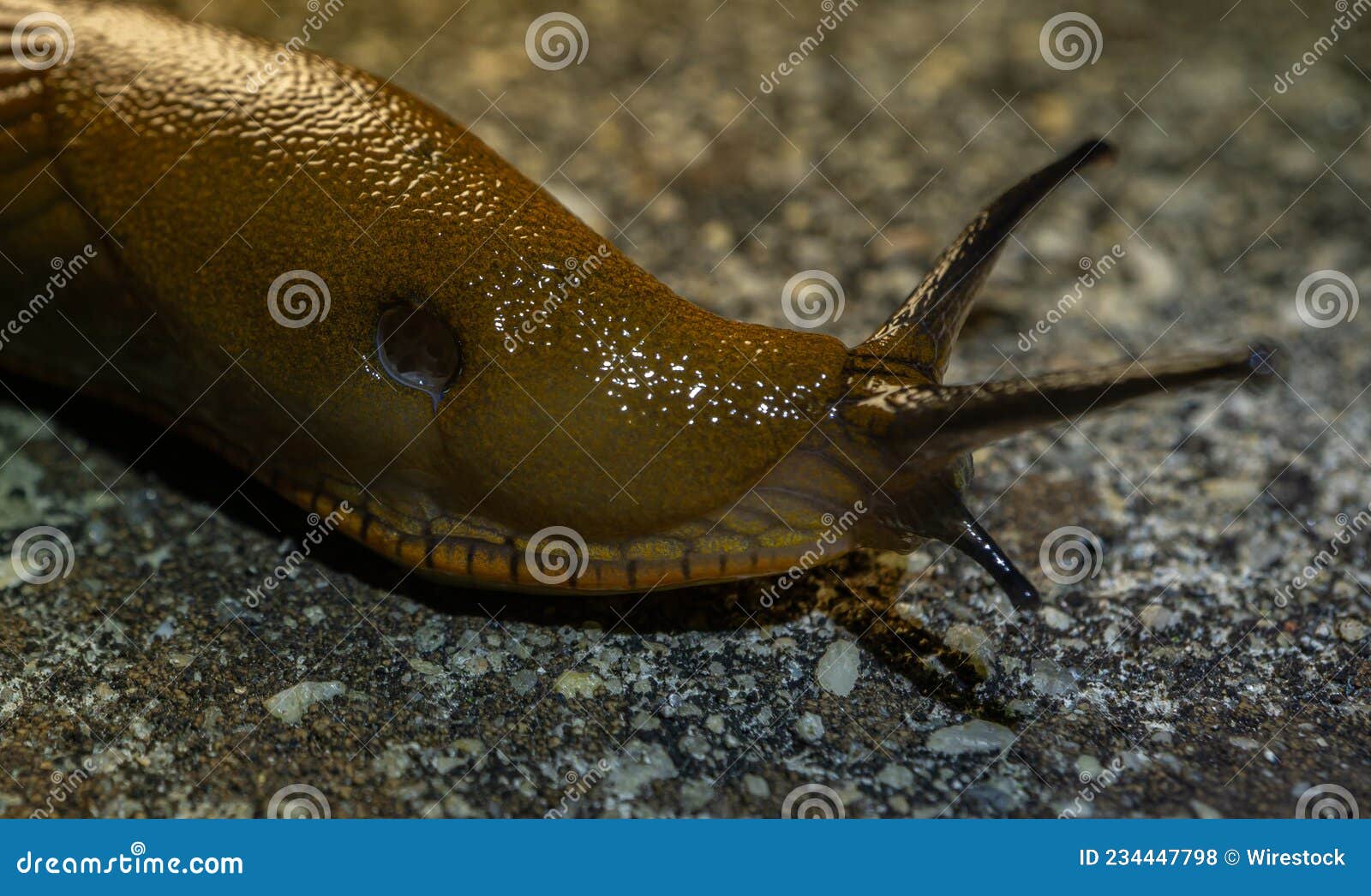Closeup Shot of a Slug on the Stone Stock Photo - Image of close, small ...
