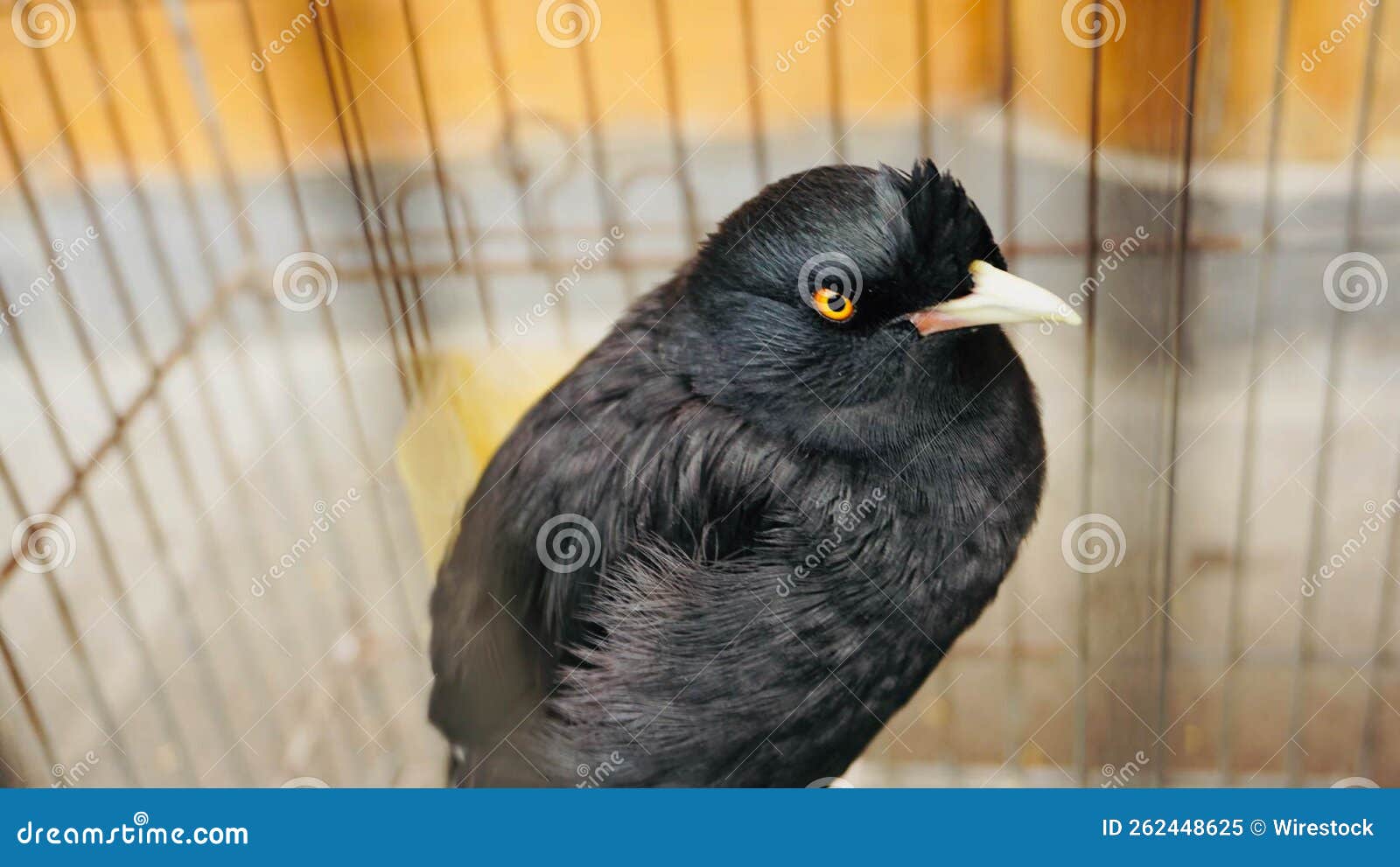 Closeup Shot of a Small Blackbird in a Cage Stock Image - Image of wild ...